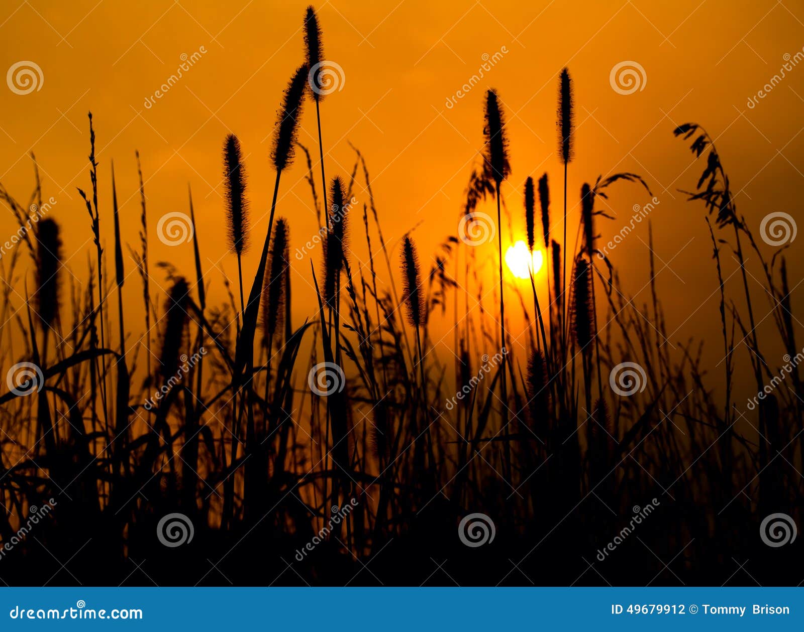 Golden Nights on the Prairie Stock Photo - Image of grassfield ...