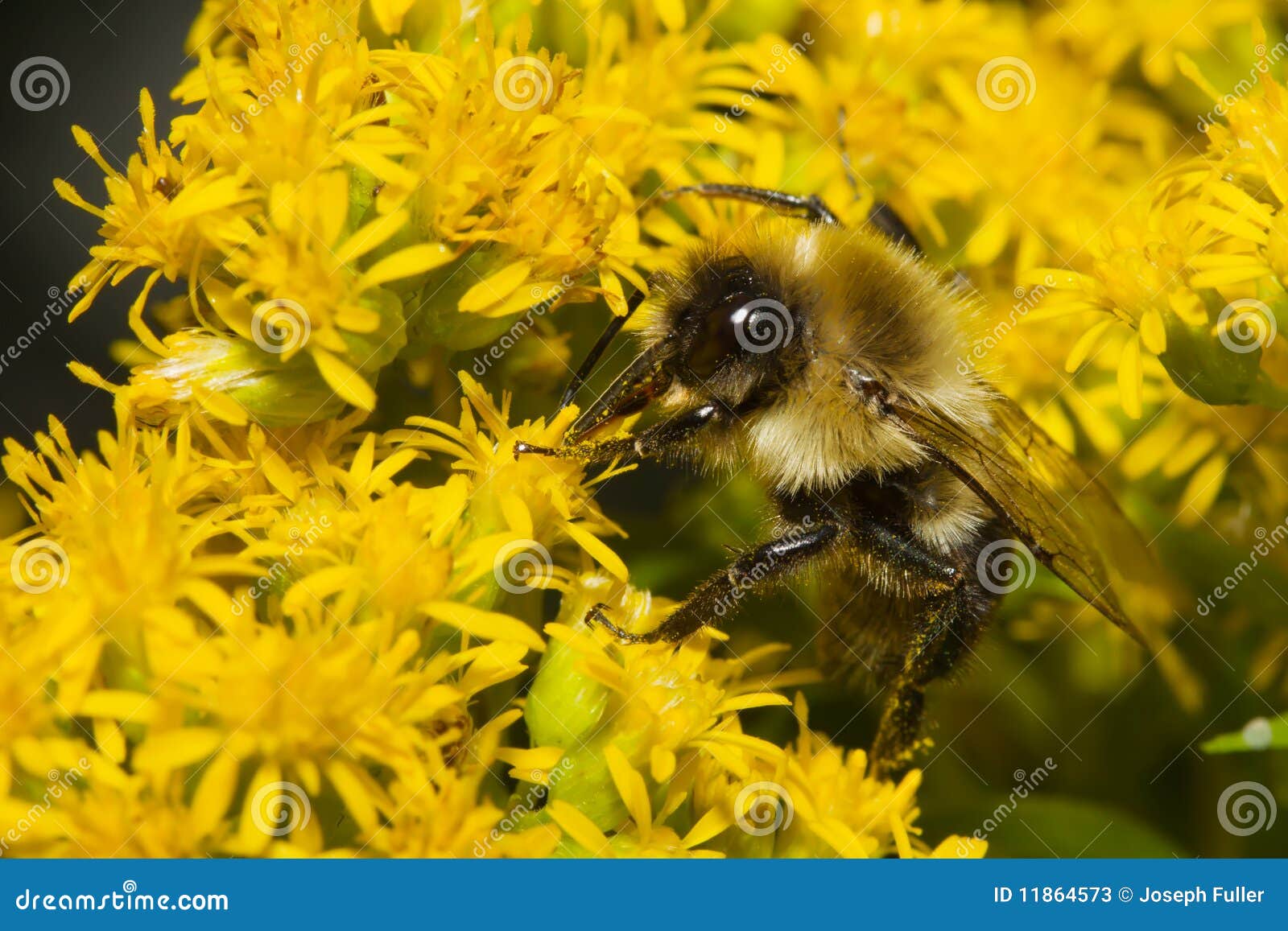 Golden Northern Bumblebee. stock image. Image of stinger - 11864573