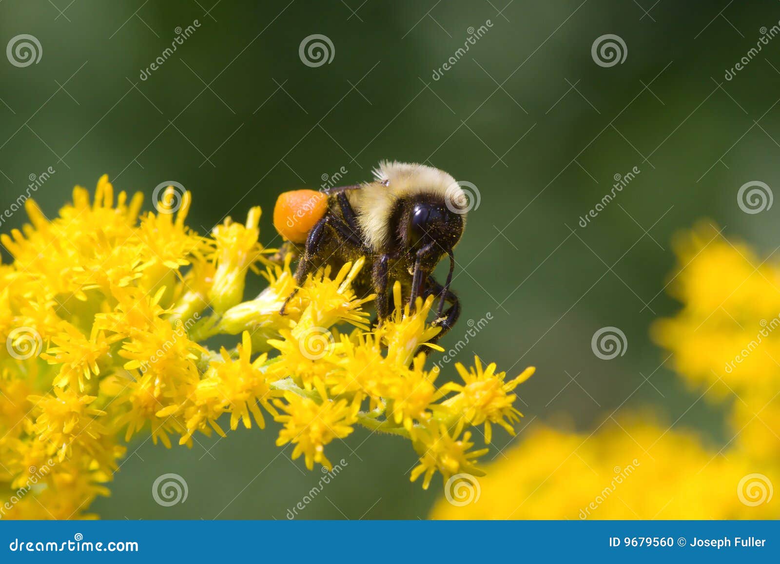 Golden Northern Bumblebee stock photo. Image of standing - 9679560