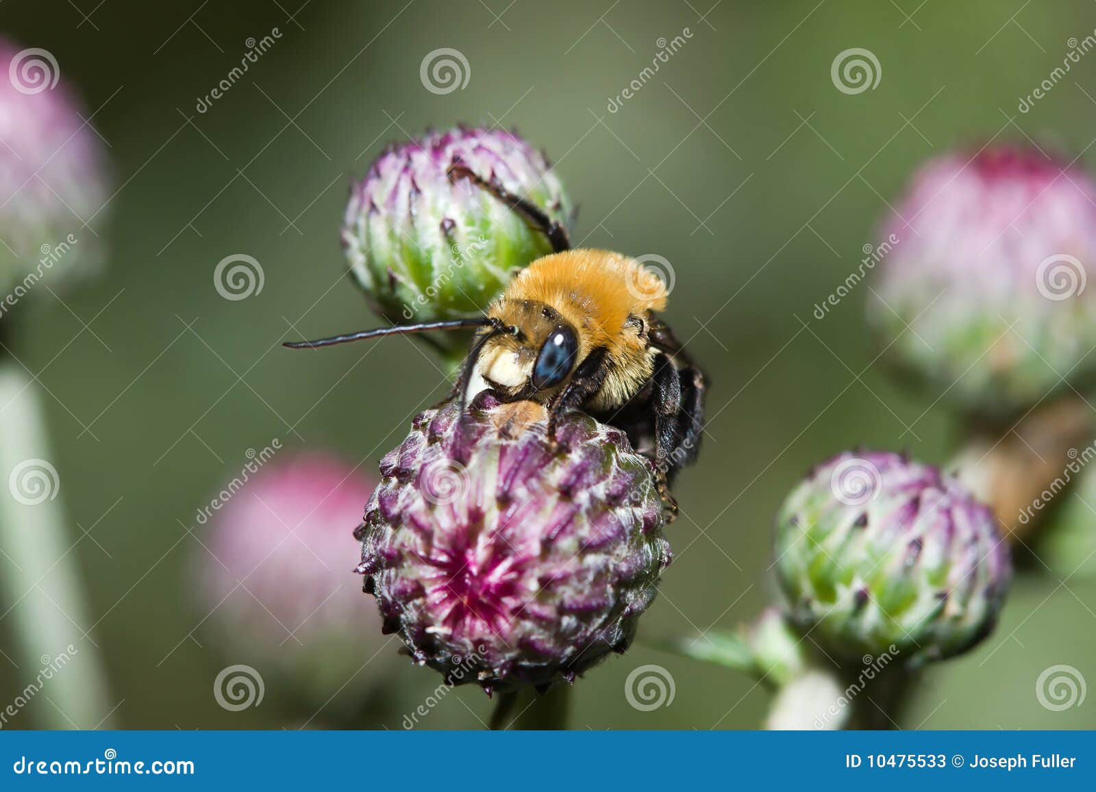 Golden Northern Bumblebee (Bombus Sp.) Stock Image - Image of pterygota ...
