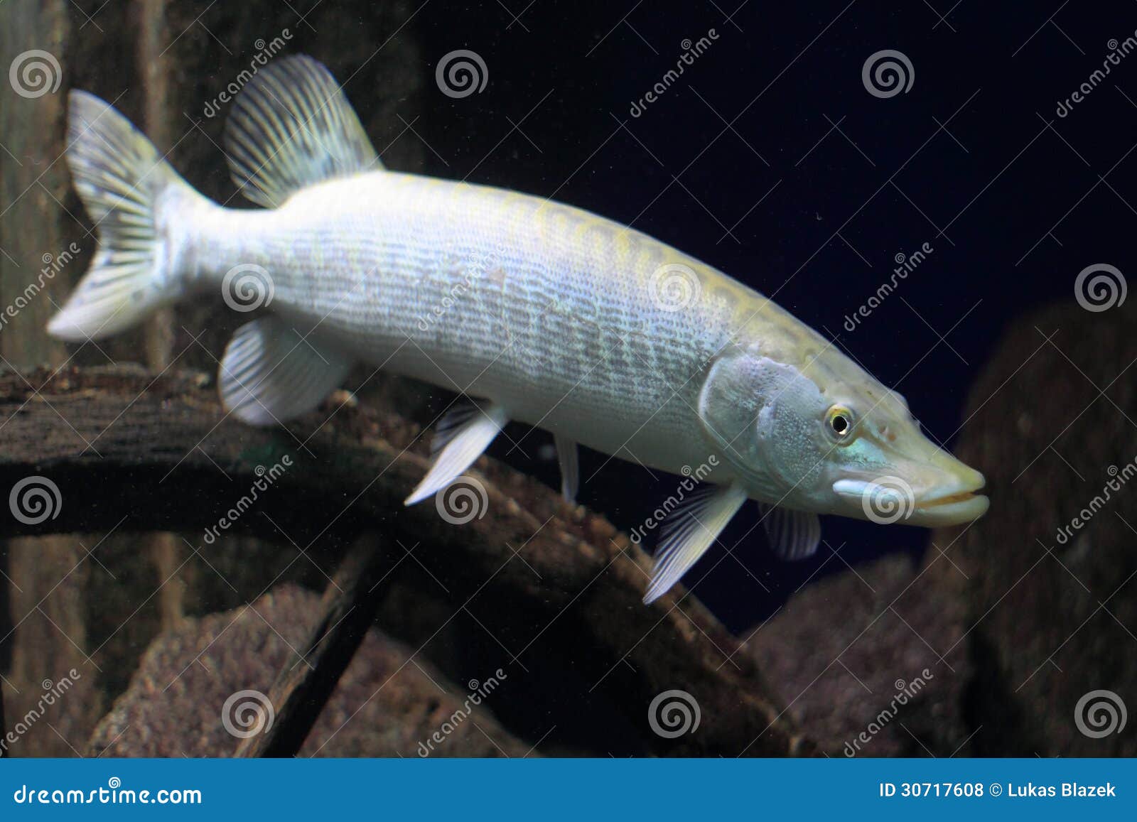 Golden northern pike stock photo. Image of northern, golden - 30717608