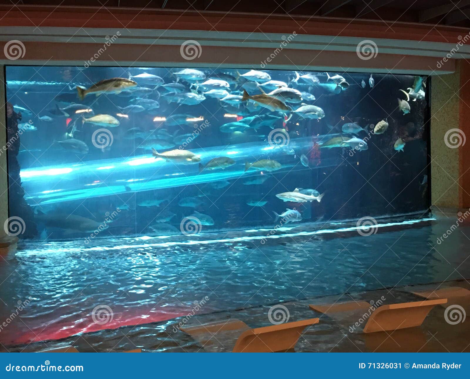 Golden nugget stock image. Image of fish, nugget, golden - 71326031