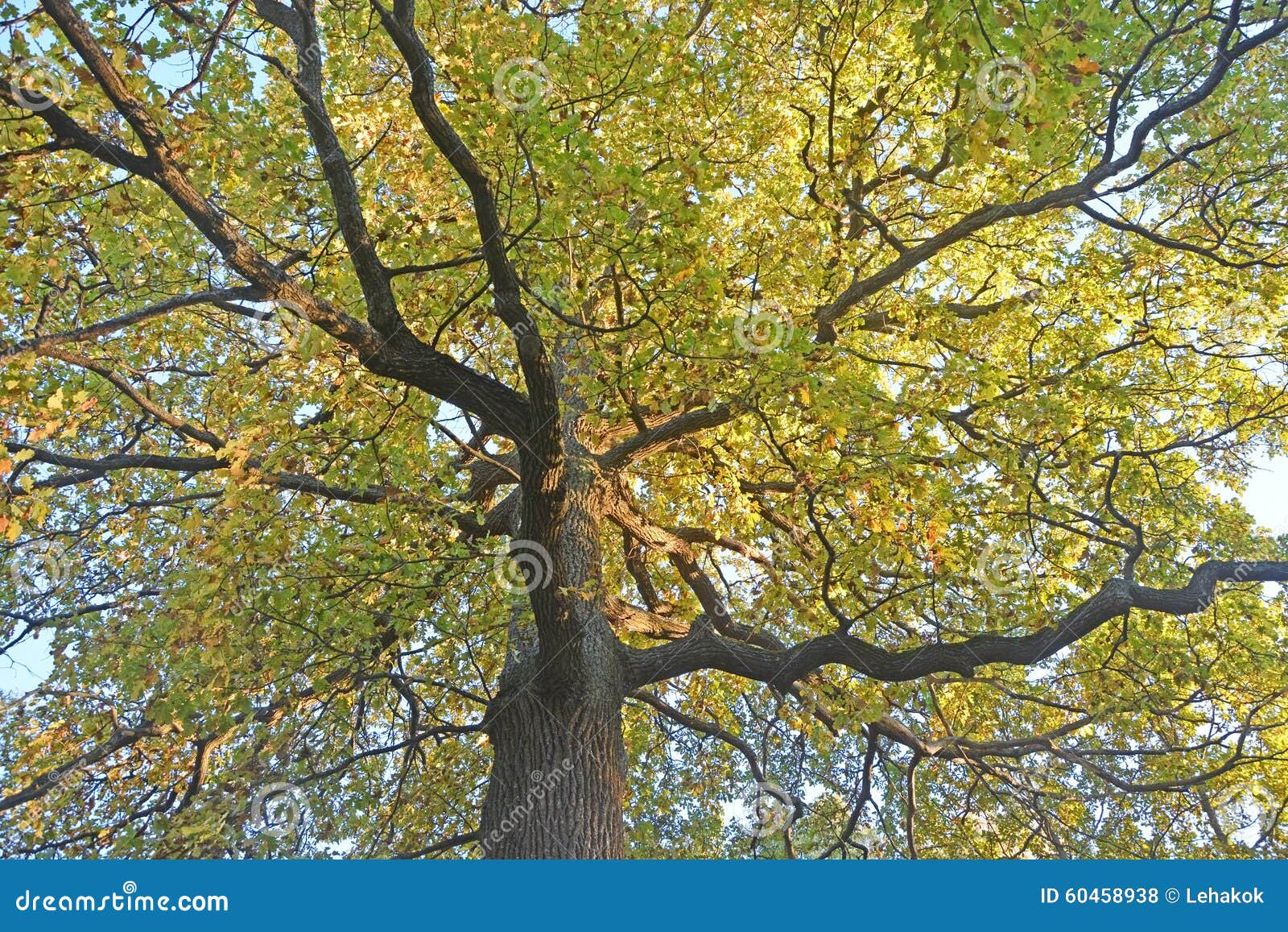 Golden oak tree stock photo. Image of branchy, leaf, autumn - 60458938