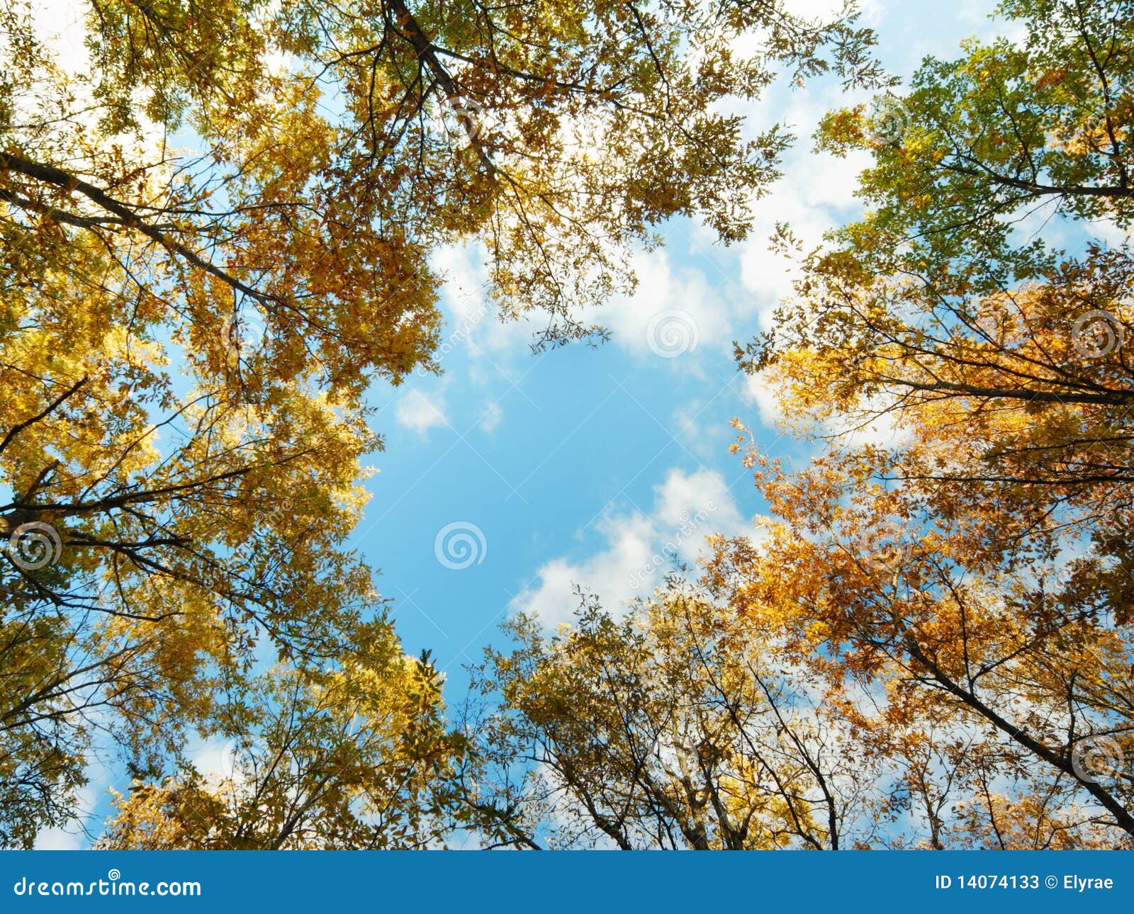 Golden oak tree tops stock image. Image of scenery, forest - 14074133