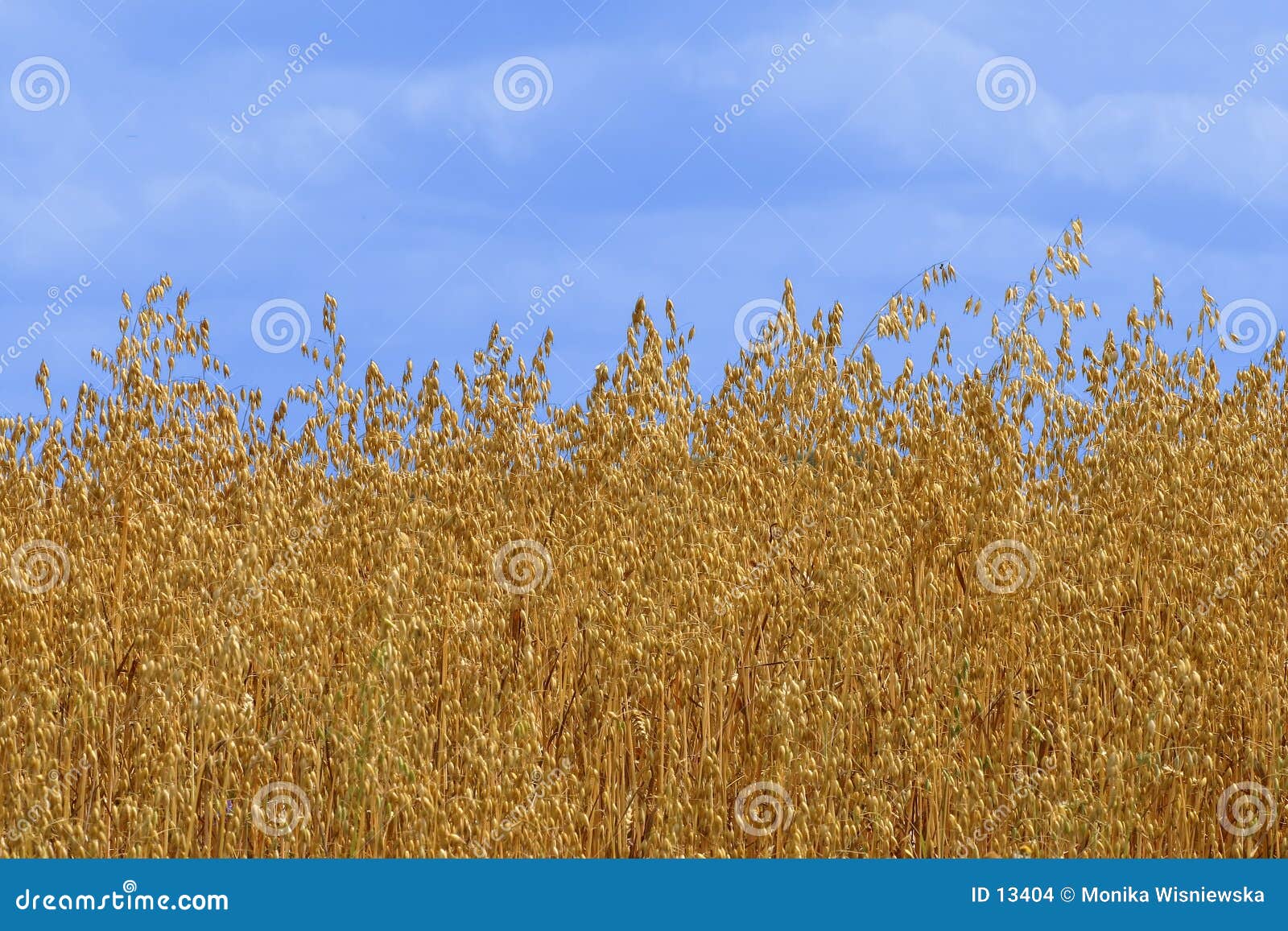 Golden Oat stock photo. Image of scenic, grain, agriculture - 13404