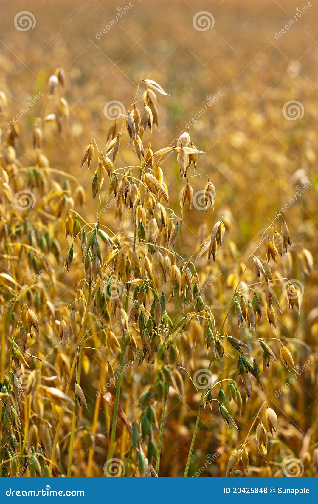 Golden oat field stock photo. Image of health, golden - 20425848