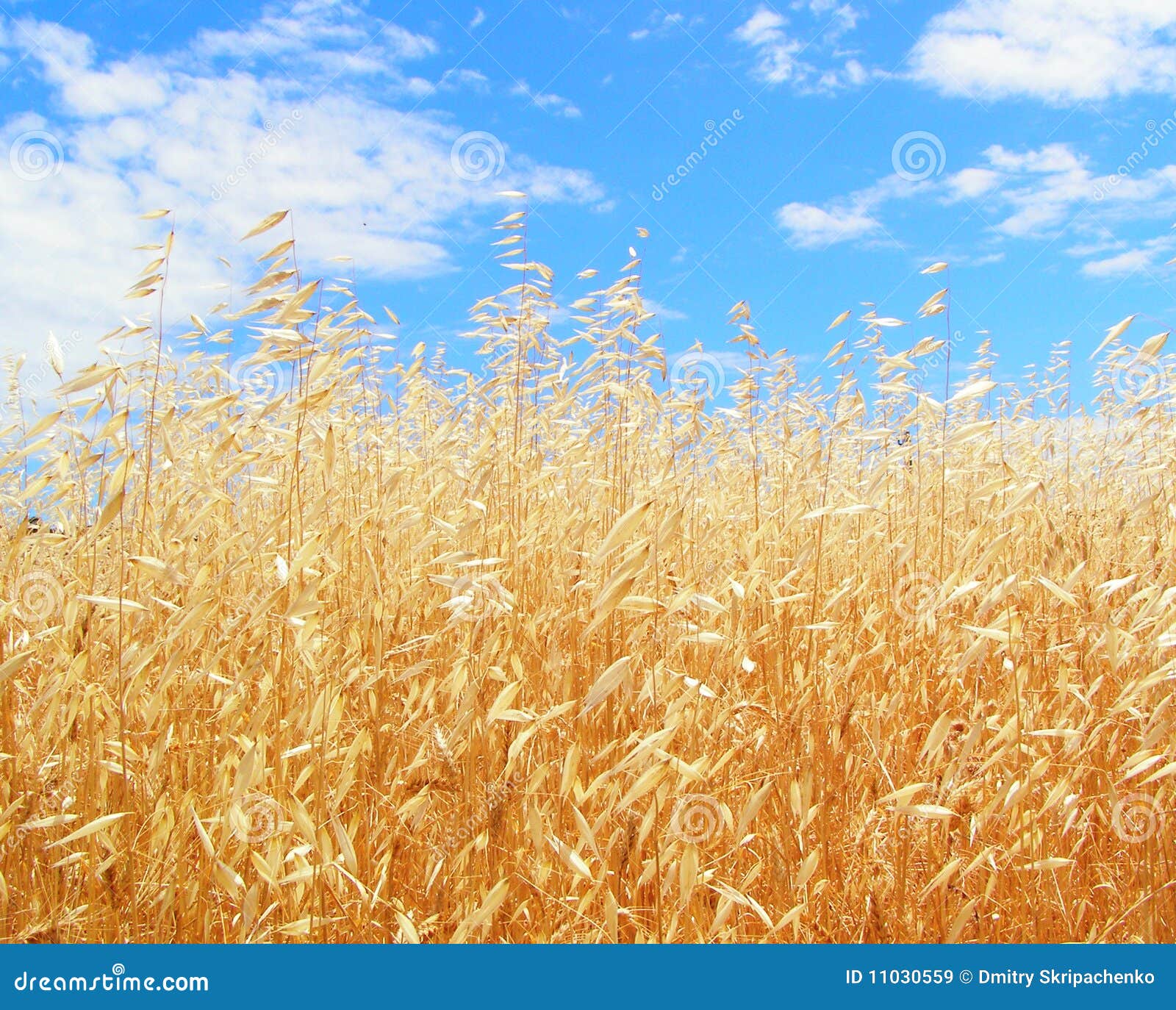 Golden Oats stock image. Image of poaceae, clouds, white - 11030559