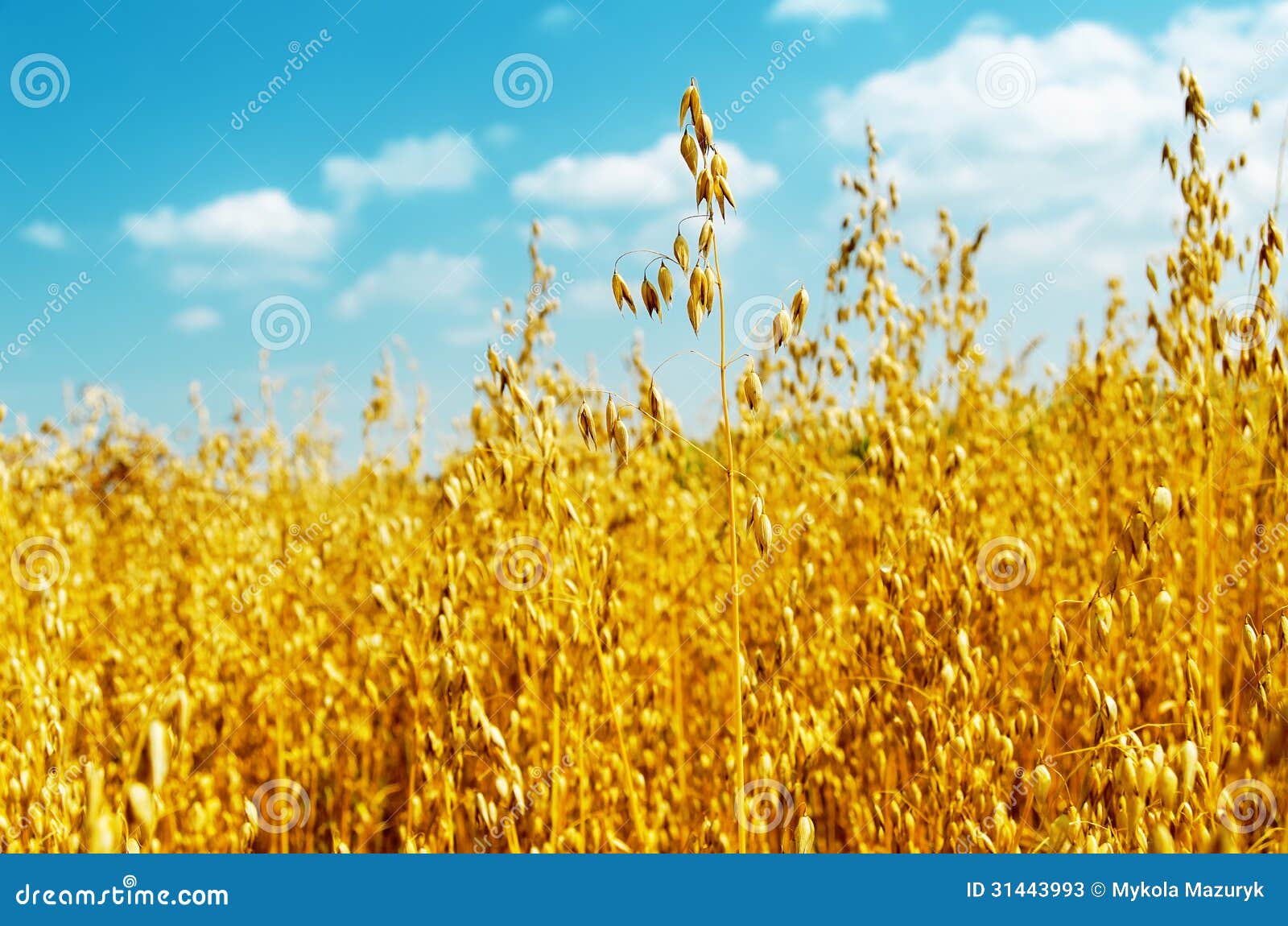 Golden oats close up stock image. Image of closeup, detail - 31443993
