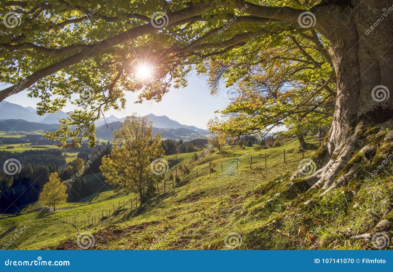 Golden October with Beautiful Colored Beech Tree Stock Photo - Image of ...