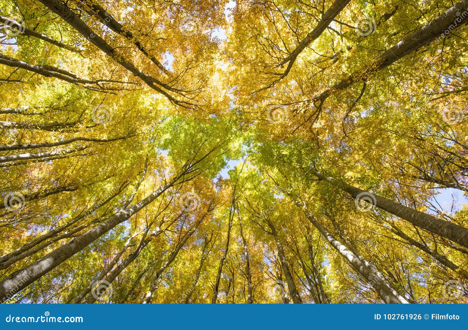 Golden October with Beautiful Colored Beech Trees Stock Photo - Image ...