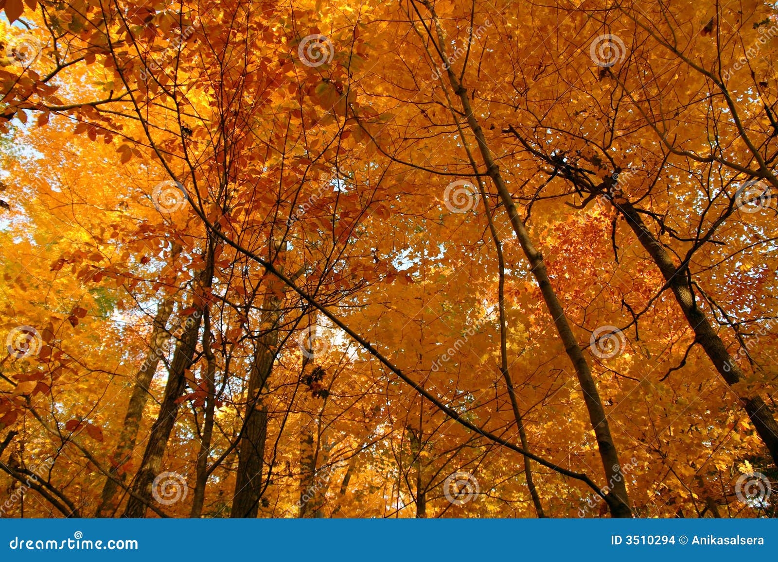 Golden October forest stock photo. Image of autumnal, colorful - 3510294