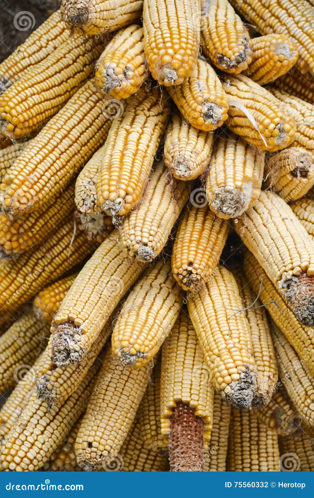 Golden old corn stock photo. Image of golden, yellow - 75560332
