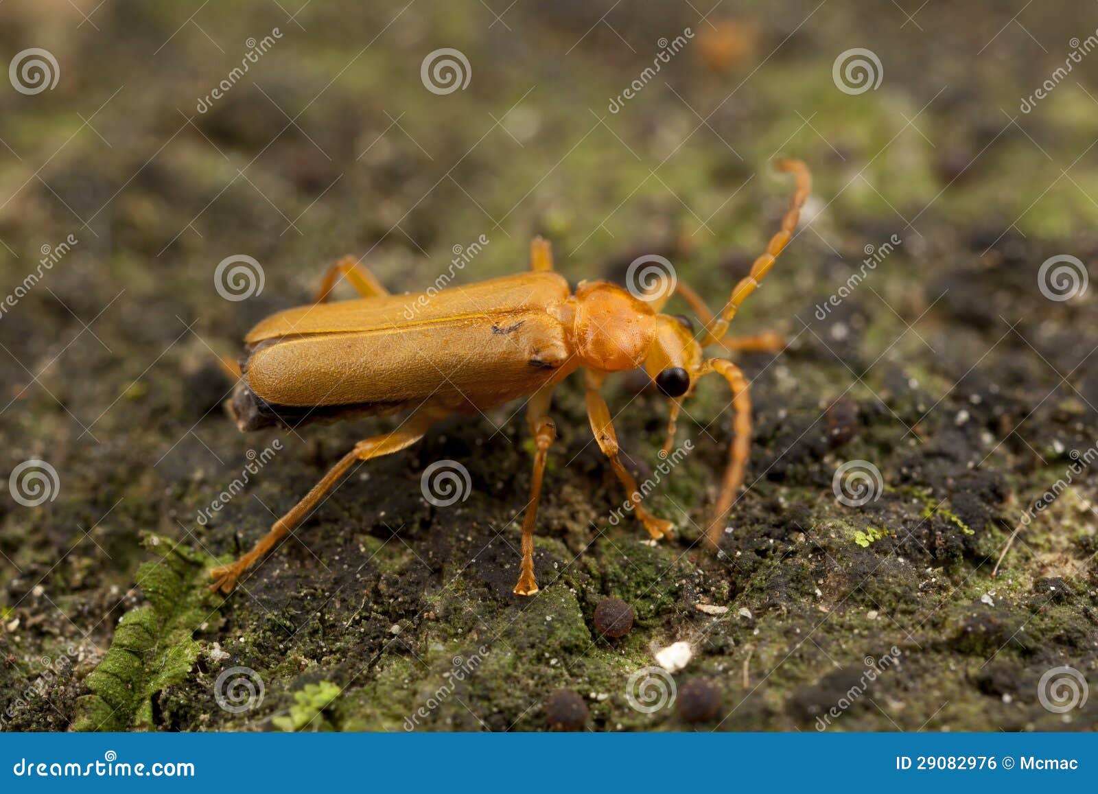 Orange Beetle On A Leaf Royalty-Free Stock Photo | CartoonDealer.com ...
