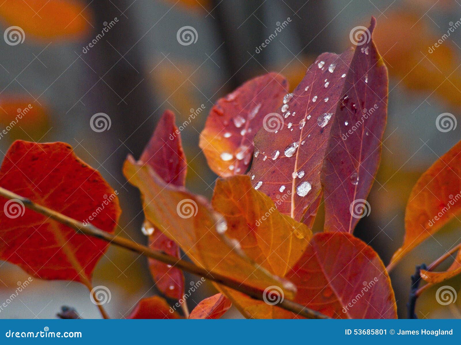 Golden Orange Colors of Fall with Rain Stock Image - Image of gold ...