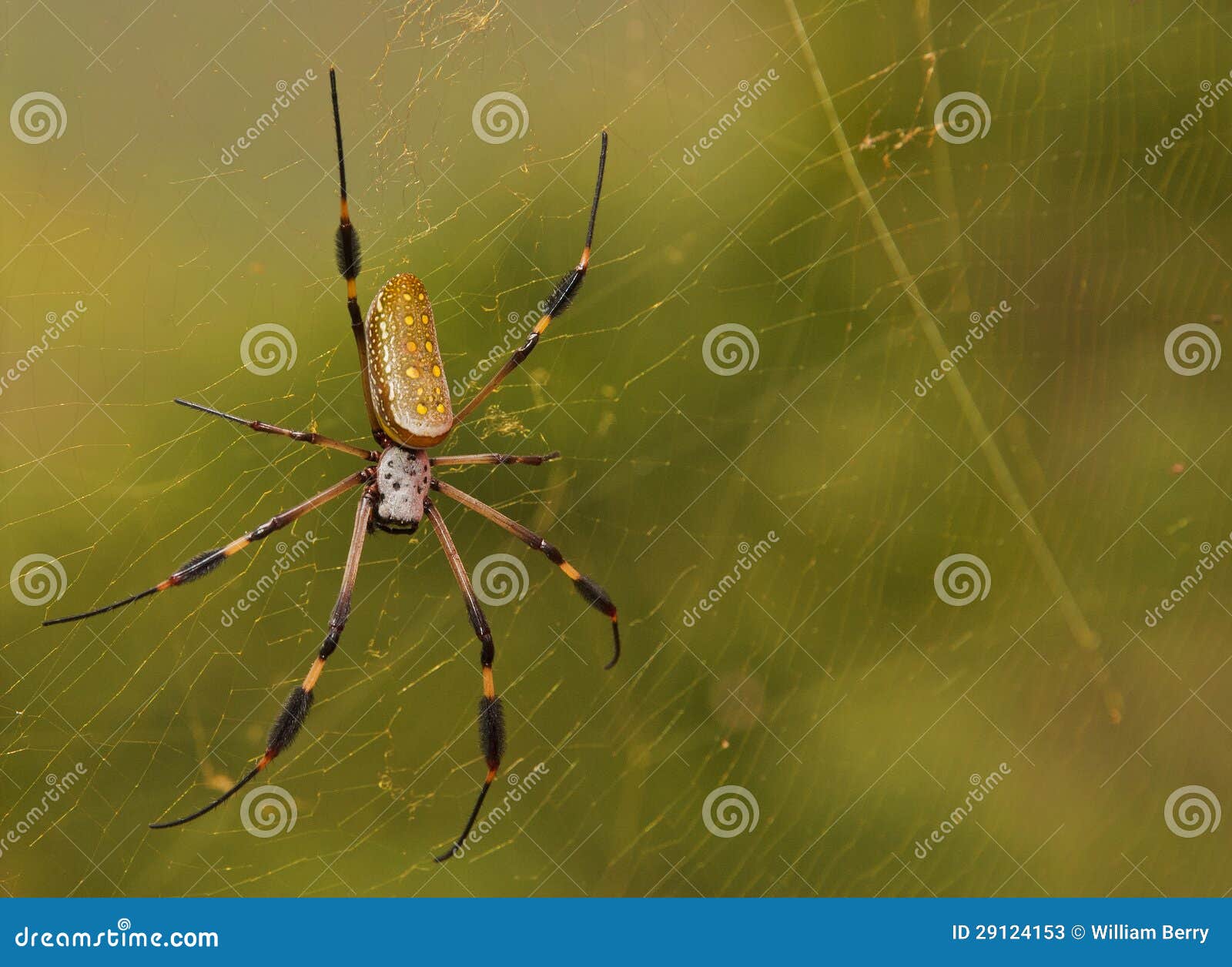 Golden Orb Spider stock image. Image of spider, nephilia - 29124153
