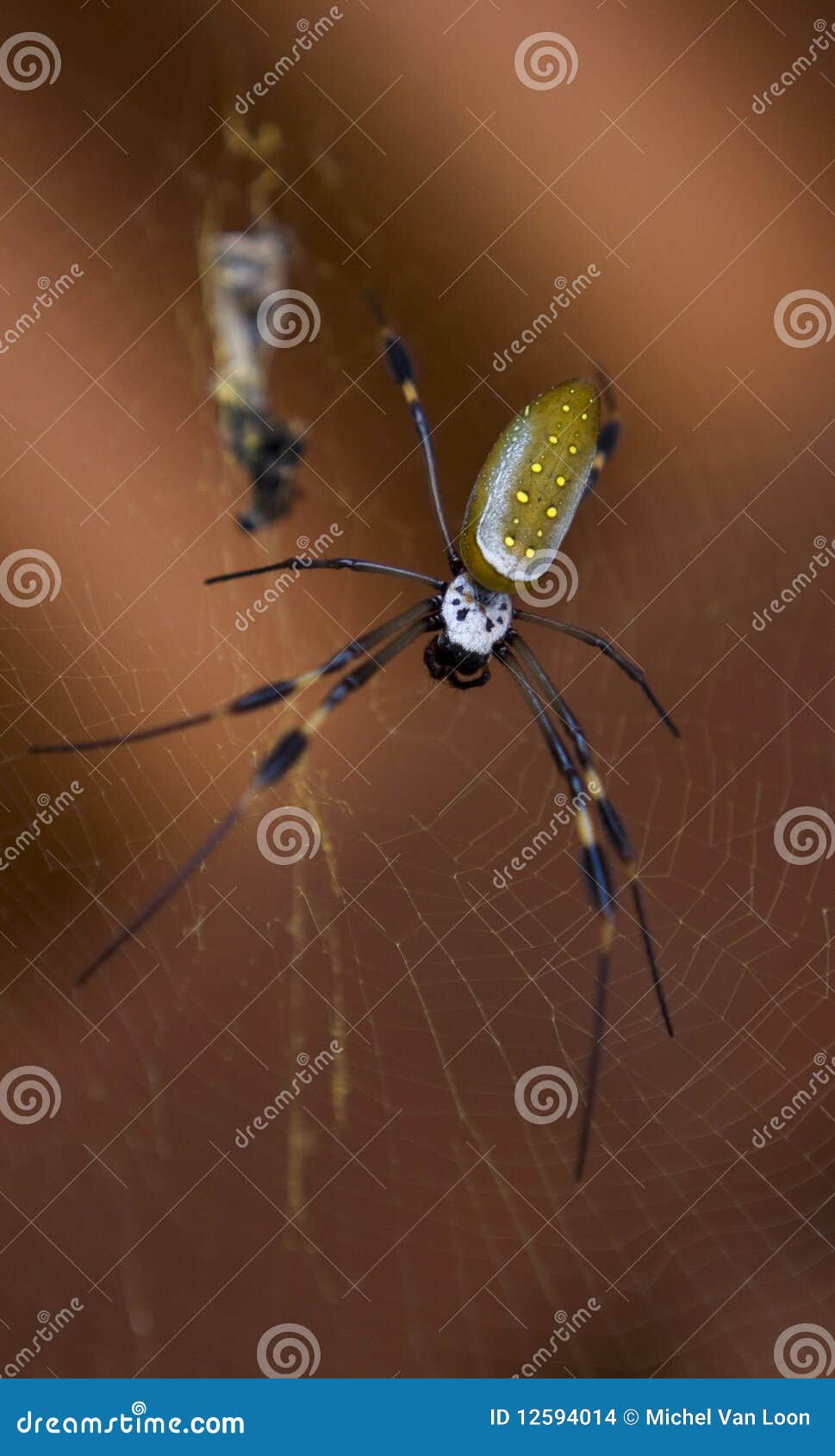 Golden Orb Spider close up stock photo. Image of hang - 12594014