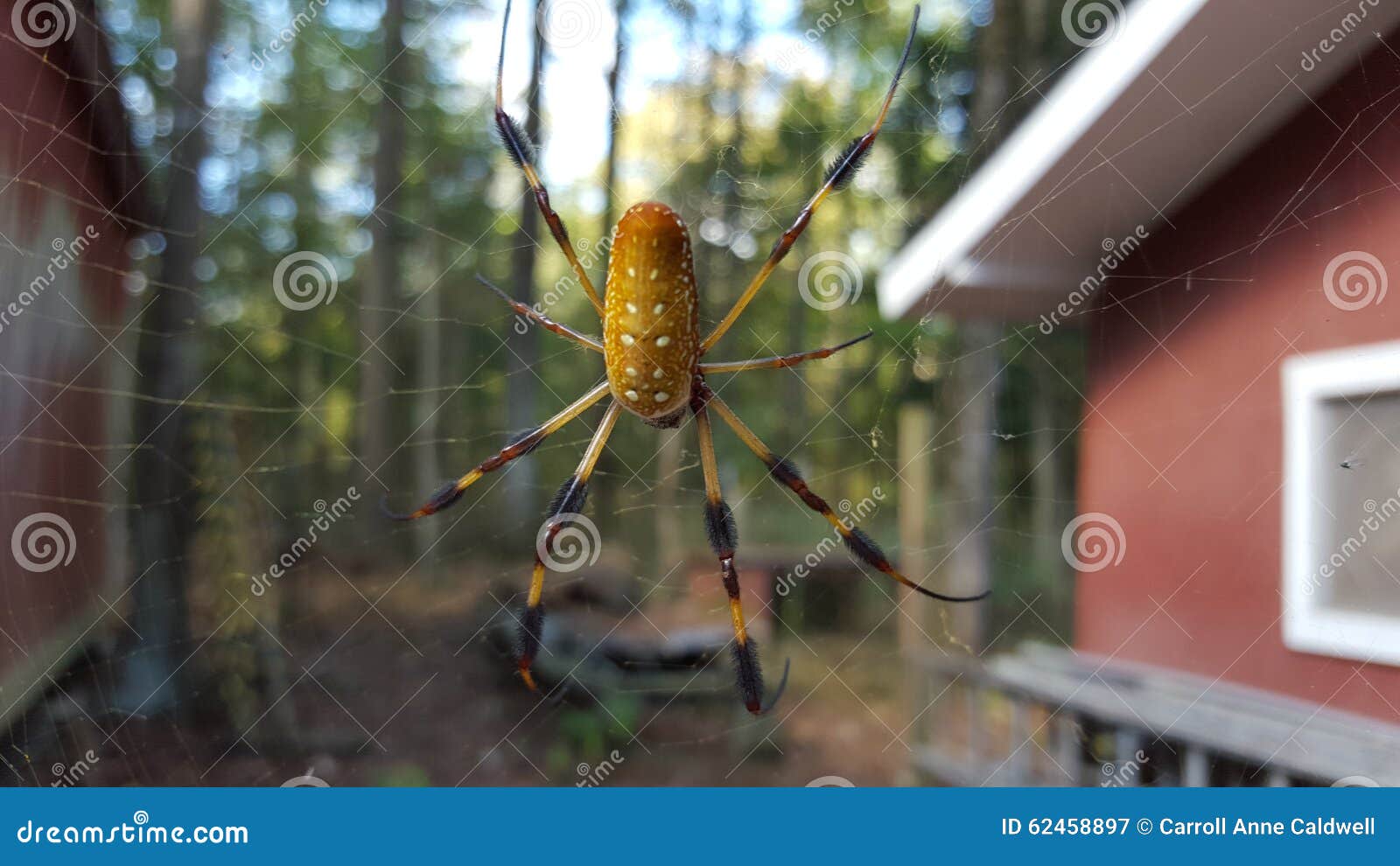 Golden Orb Spider in Its Web Stock Image - Image of eight, white: 62458897