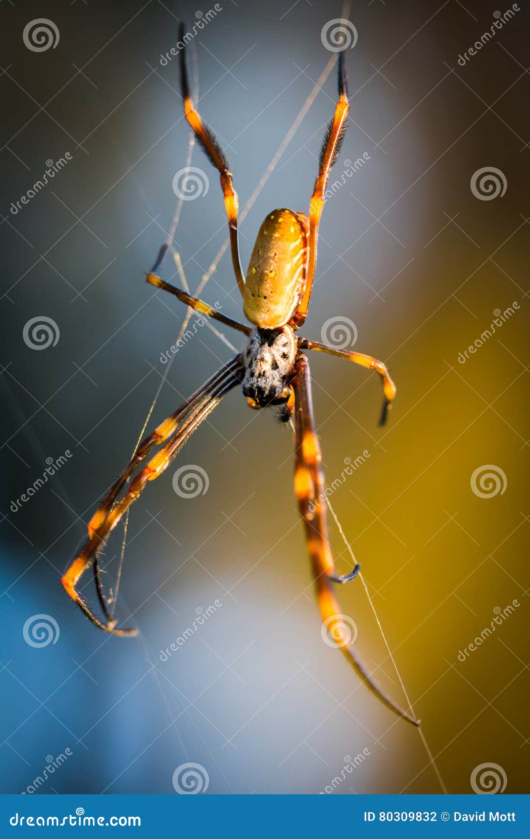 Golden Orb Spinner Spider stock photo. Image of legs - 80309832