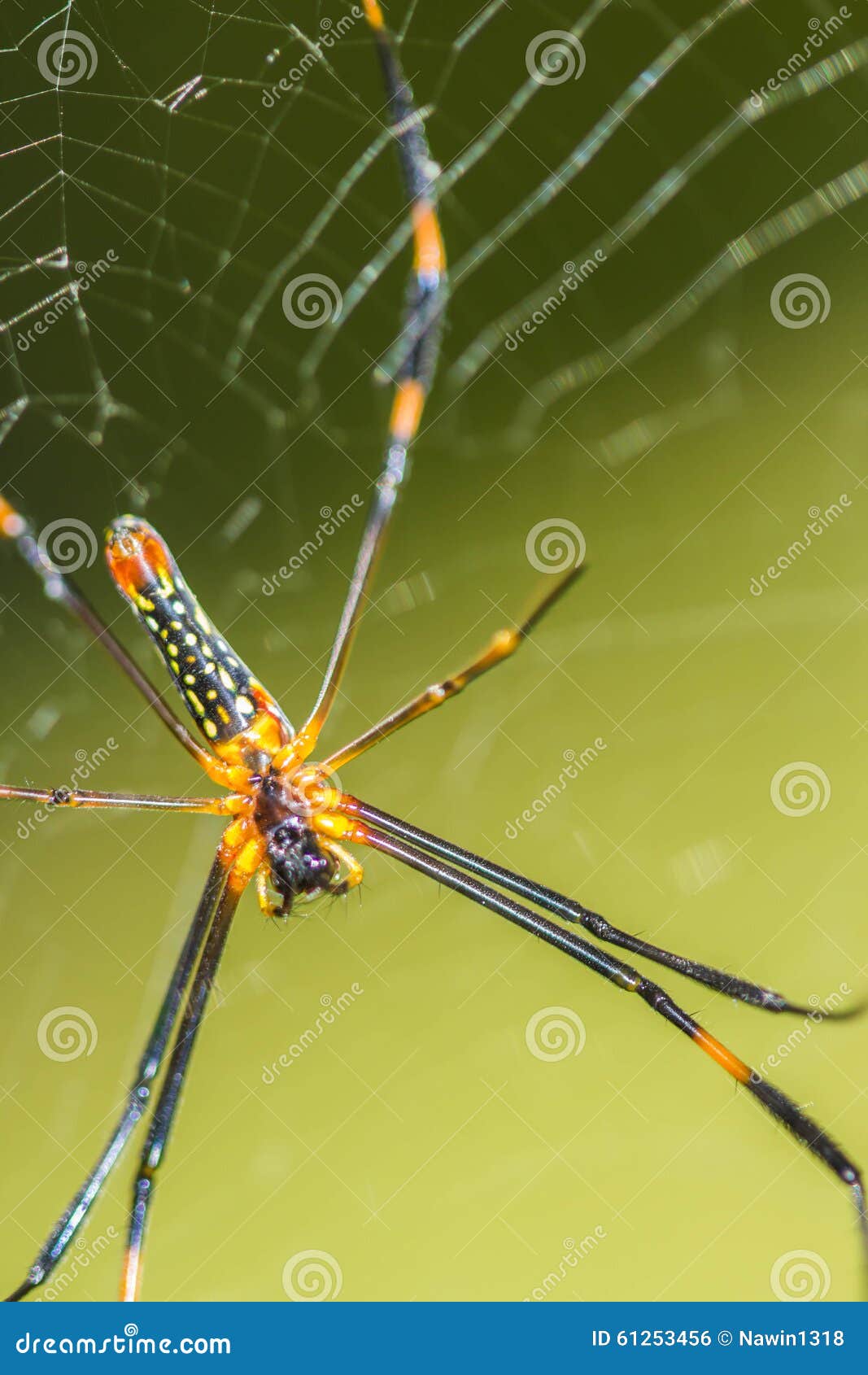 Golden Orb-weaver Spider stock photo. Image of golden - 61253456