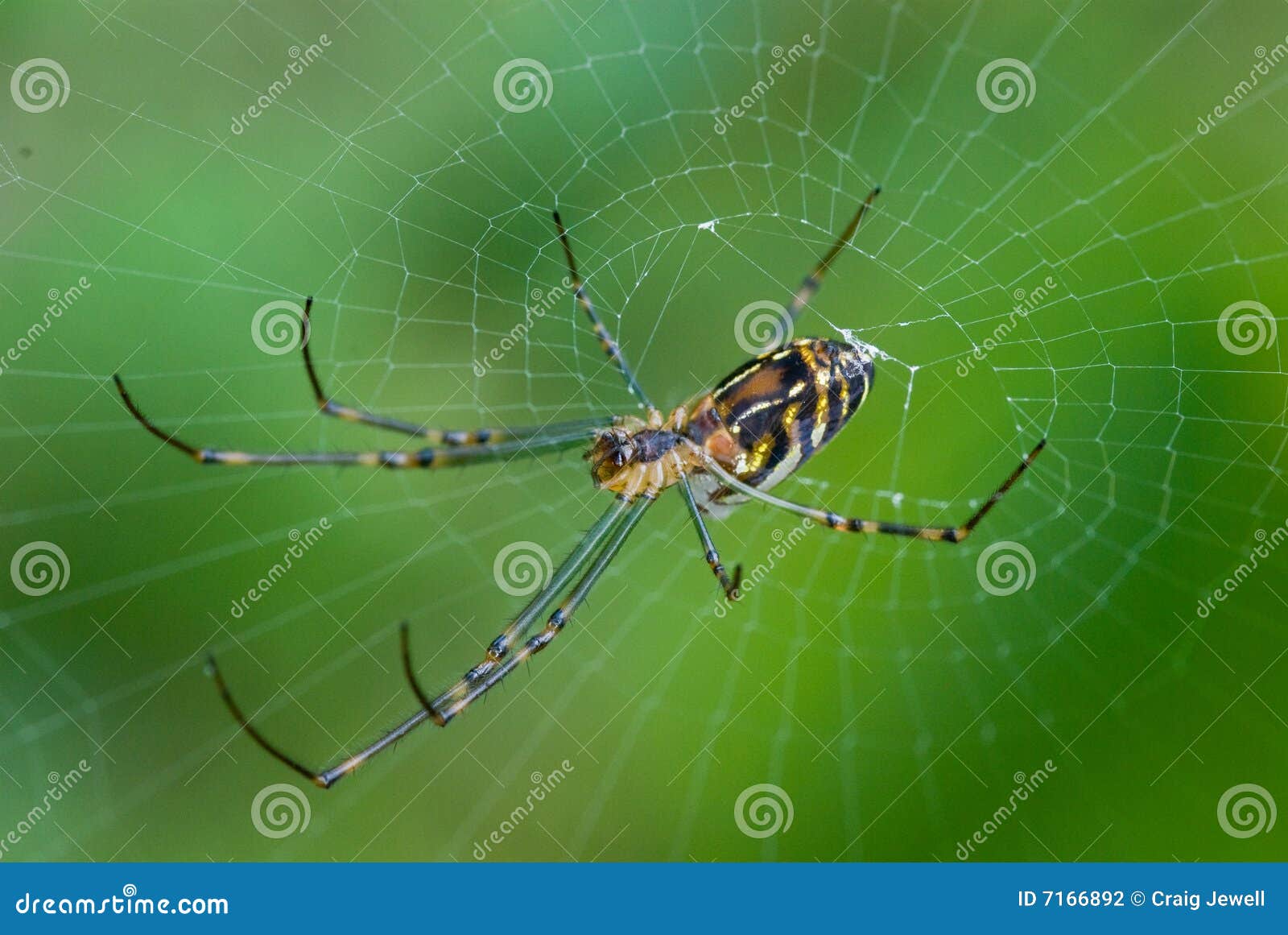 Golden Orb Weaver Spider stock photo. Image of black, macro - 7166892