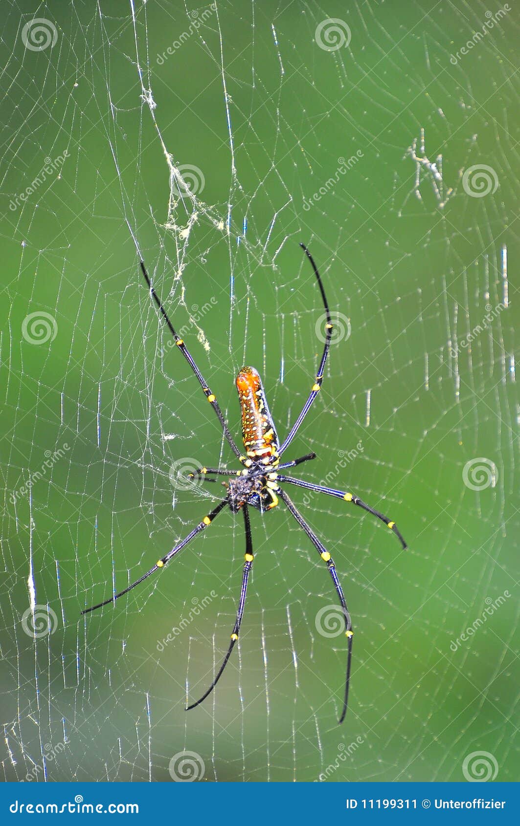 Golden Orb-Web Spider stock image. Image of isolated - 11199311