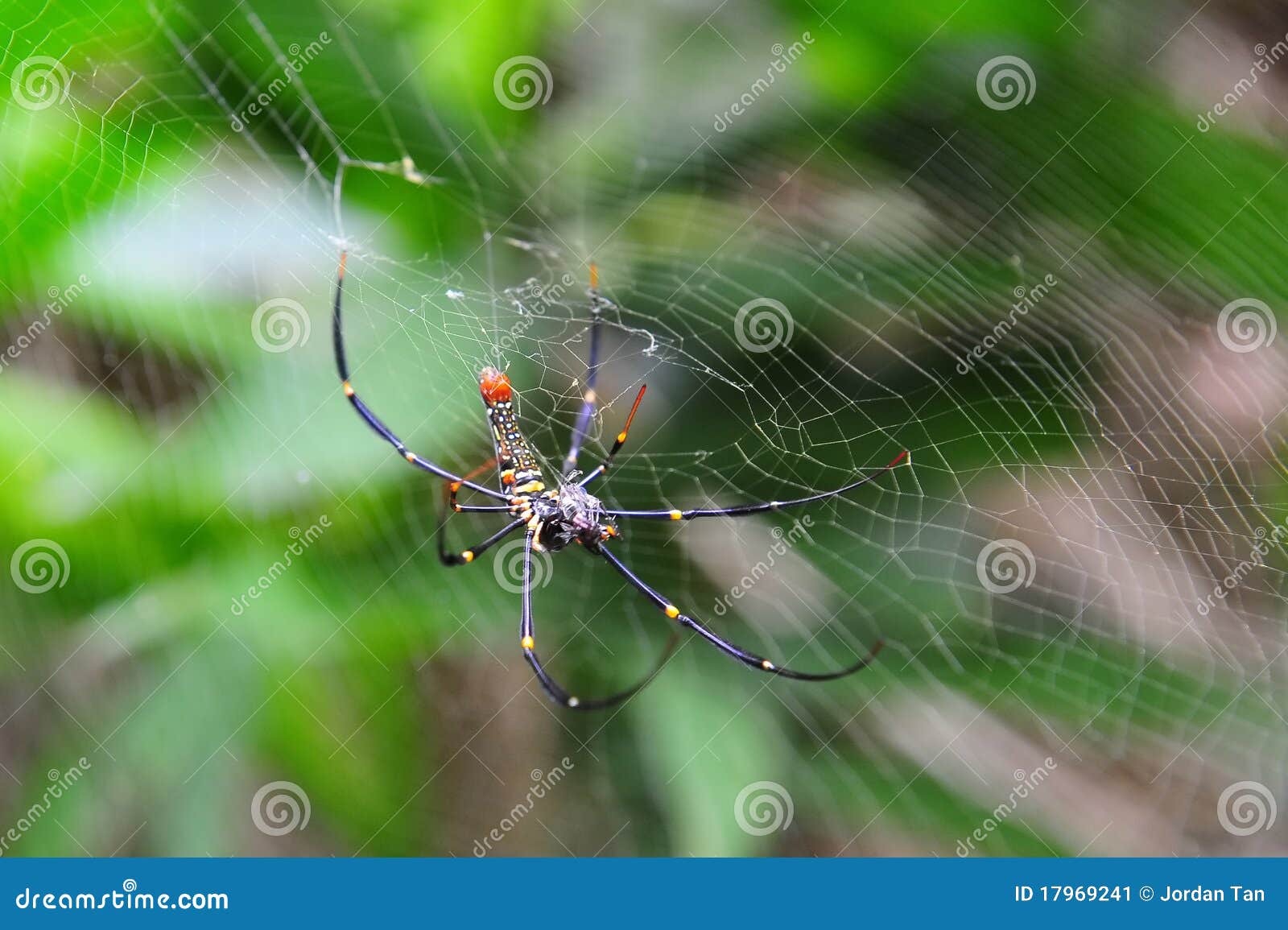 Golden orb web spider stock image. Image of natural, insect - 17969241