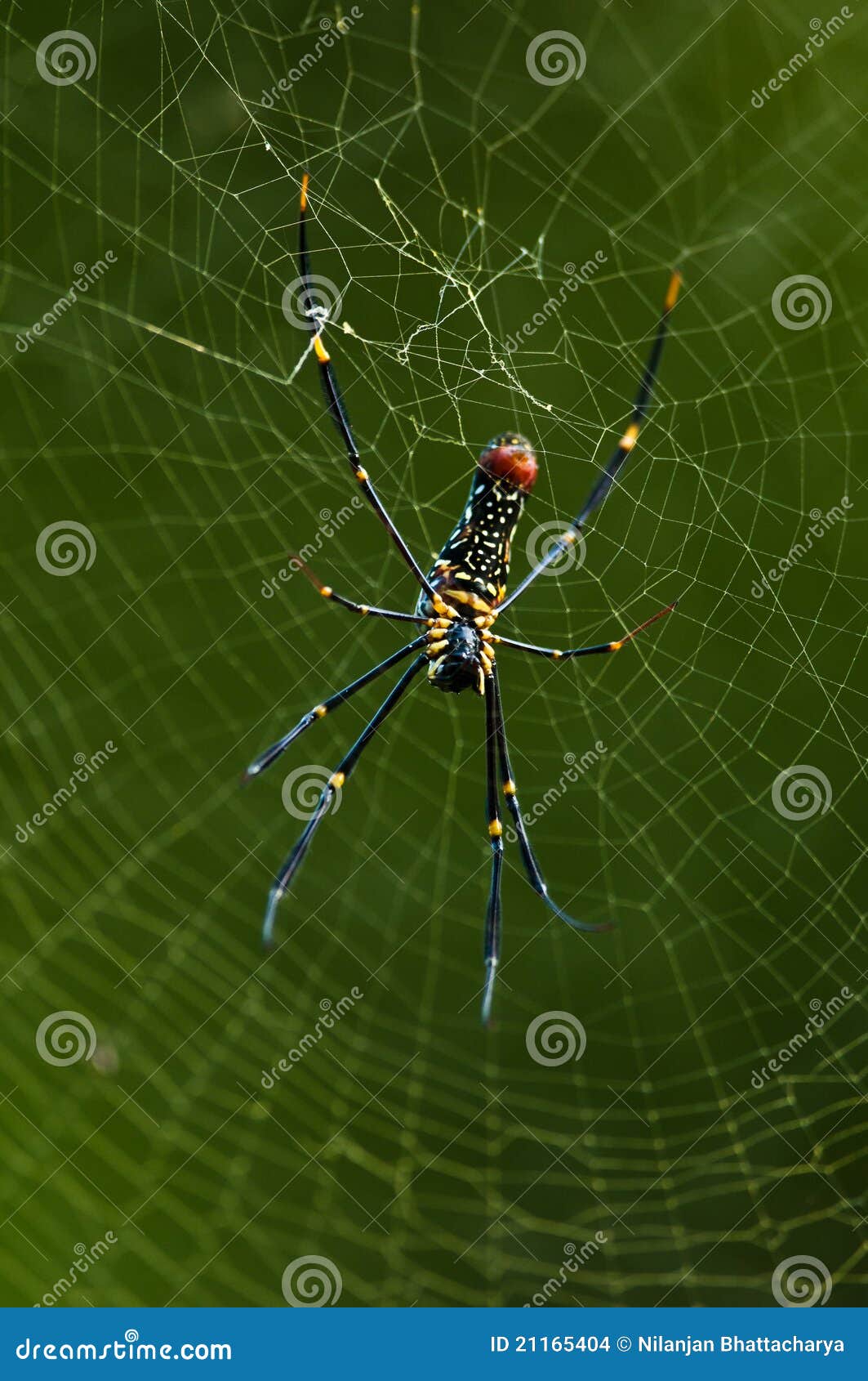 Golden orb-web spider stock photo. Image of legs, trap - 21165404