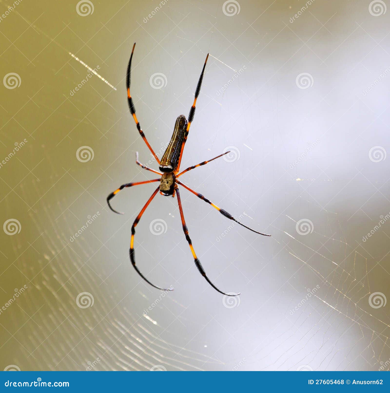 Golden Orb Web Spider stock photo. Image of nephila, madagascariensis ...