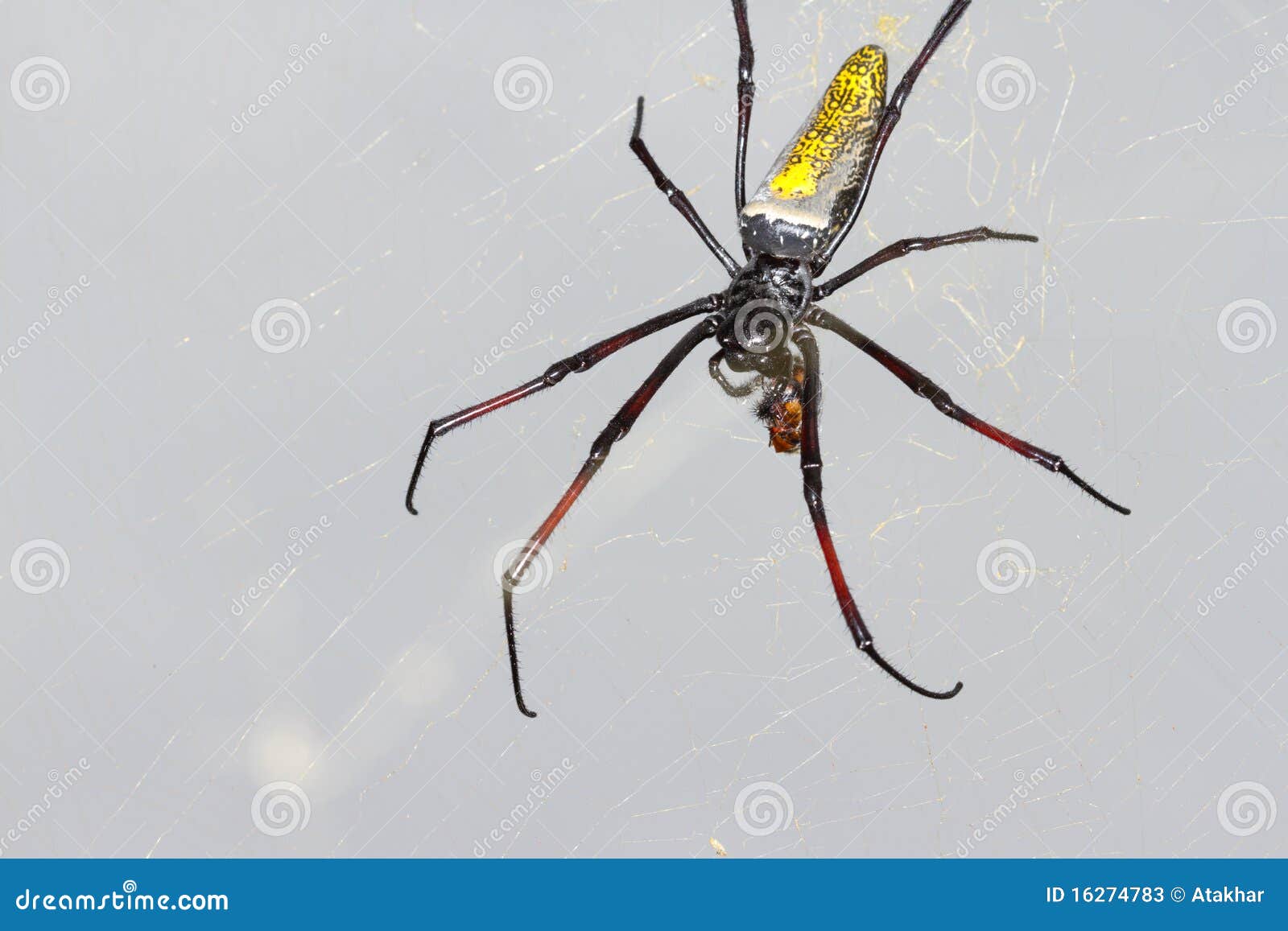 Golden Orb Web Spider Feeding in Golden Web Stock Image - Image of ...