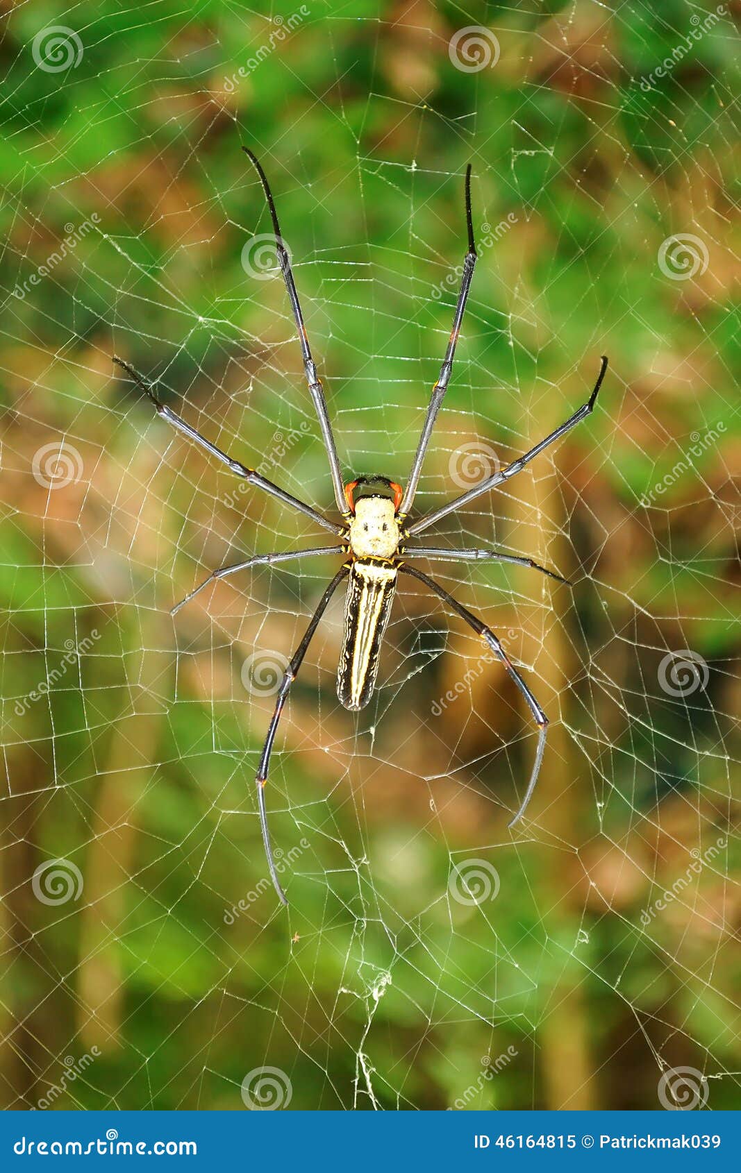 Golden orb-web spider stock image. Image of pilipes, spiderweb - 46164815