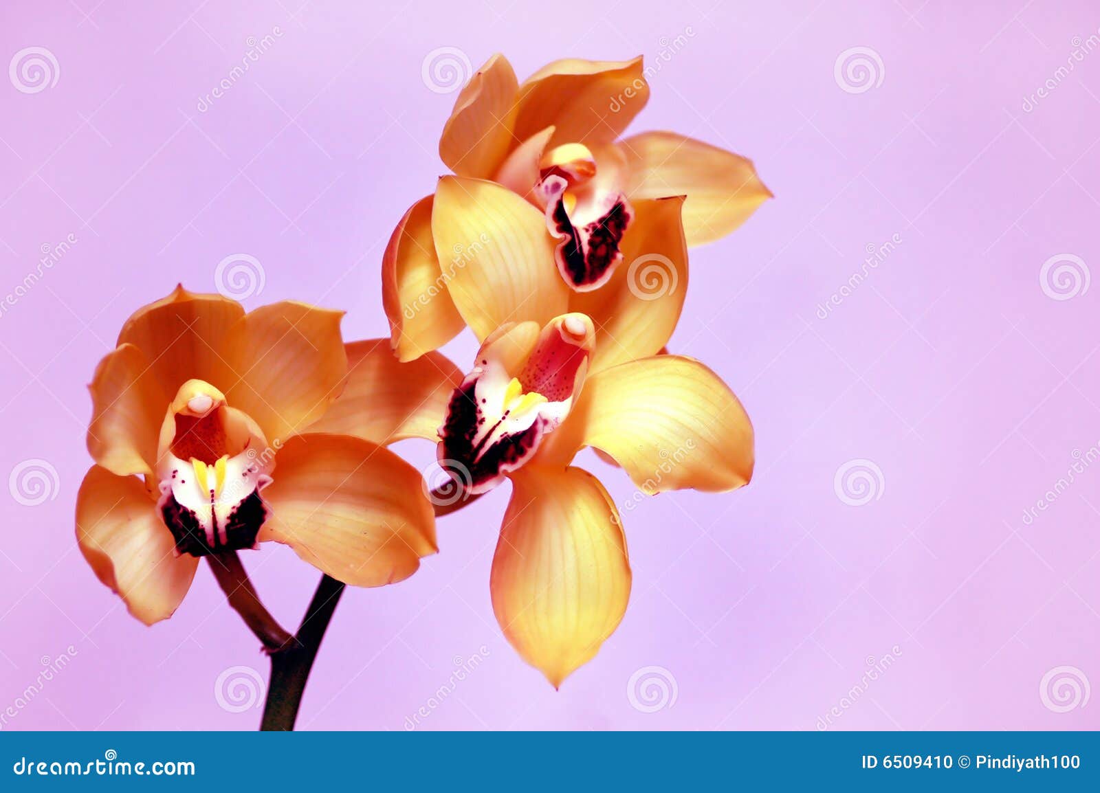 Golden Orchids stock photo. Image of orchid, orchids, petal - 6509410