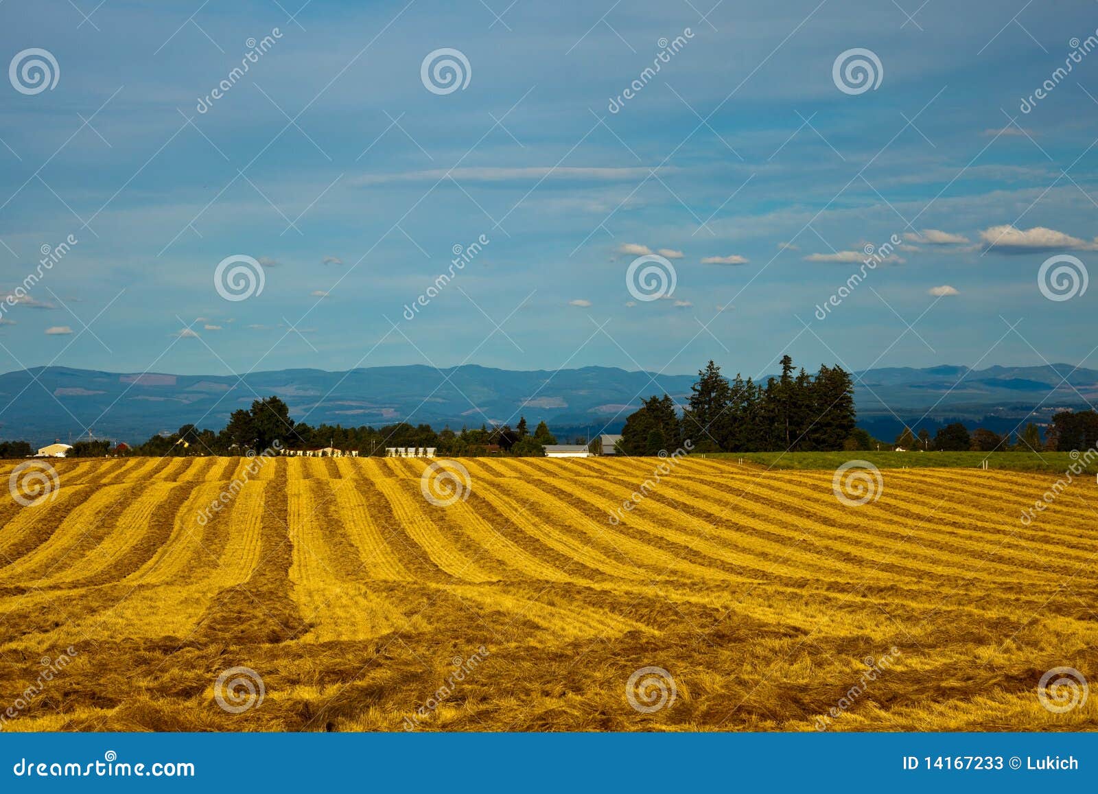 Golden Oregon field stock image. Image of willamette - 14167233