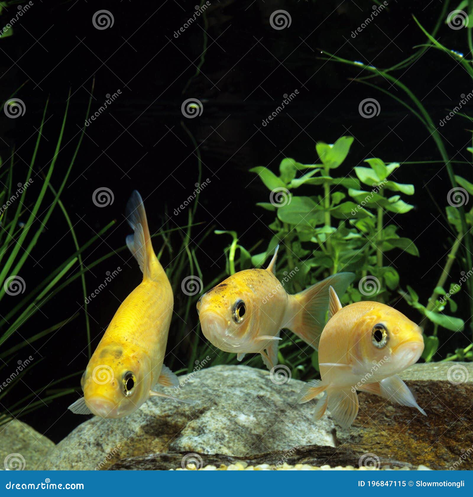 The Ide Leuciscus Idus, Or Orfe, Is A Freshwater Fish Of The Family ...