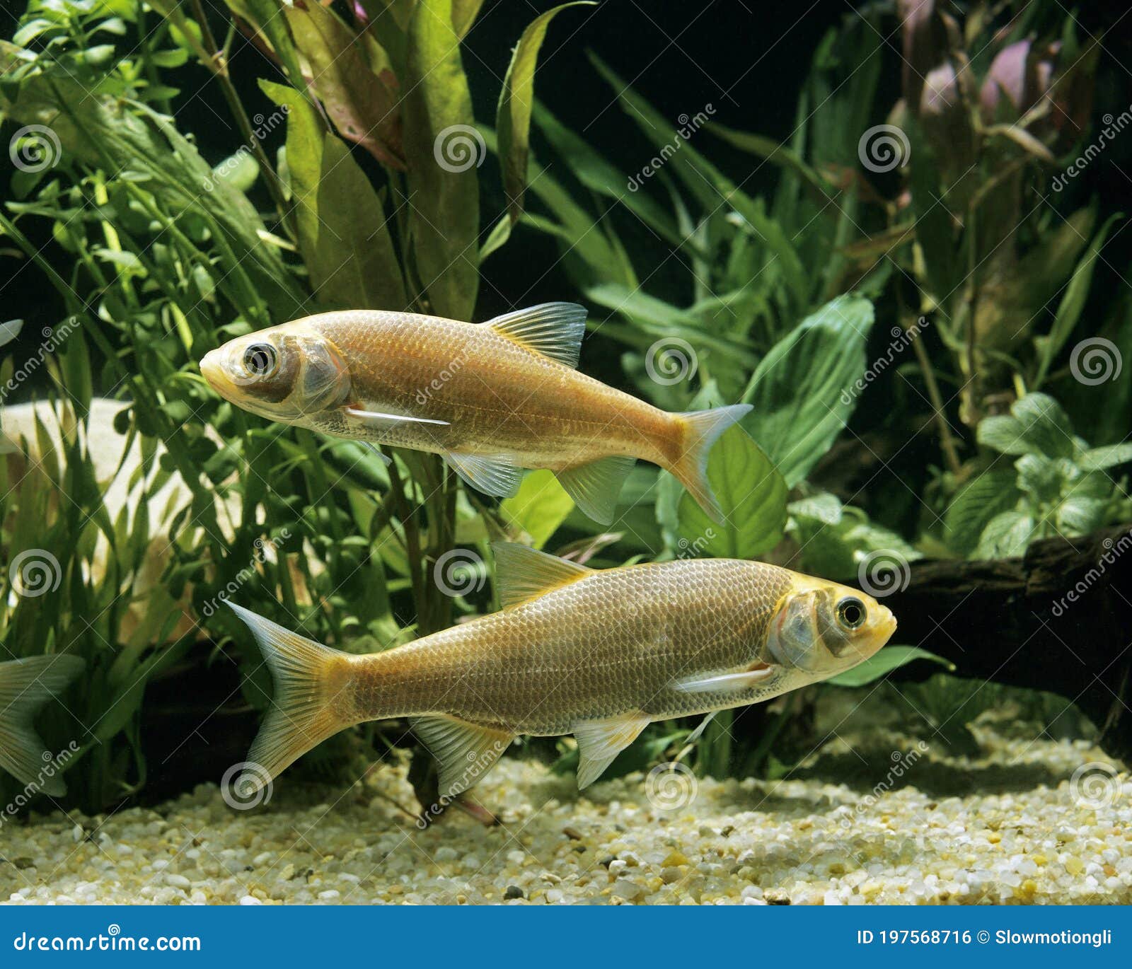 The Ide Leuciscus Idus, Or Orfe, Is A Freshwater Fish Of The Family ...