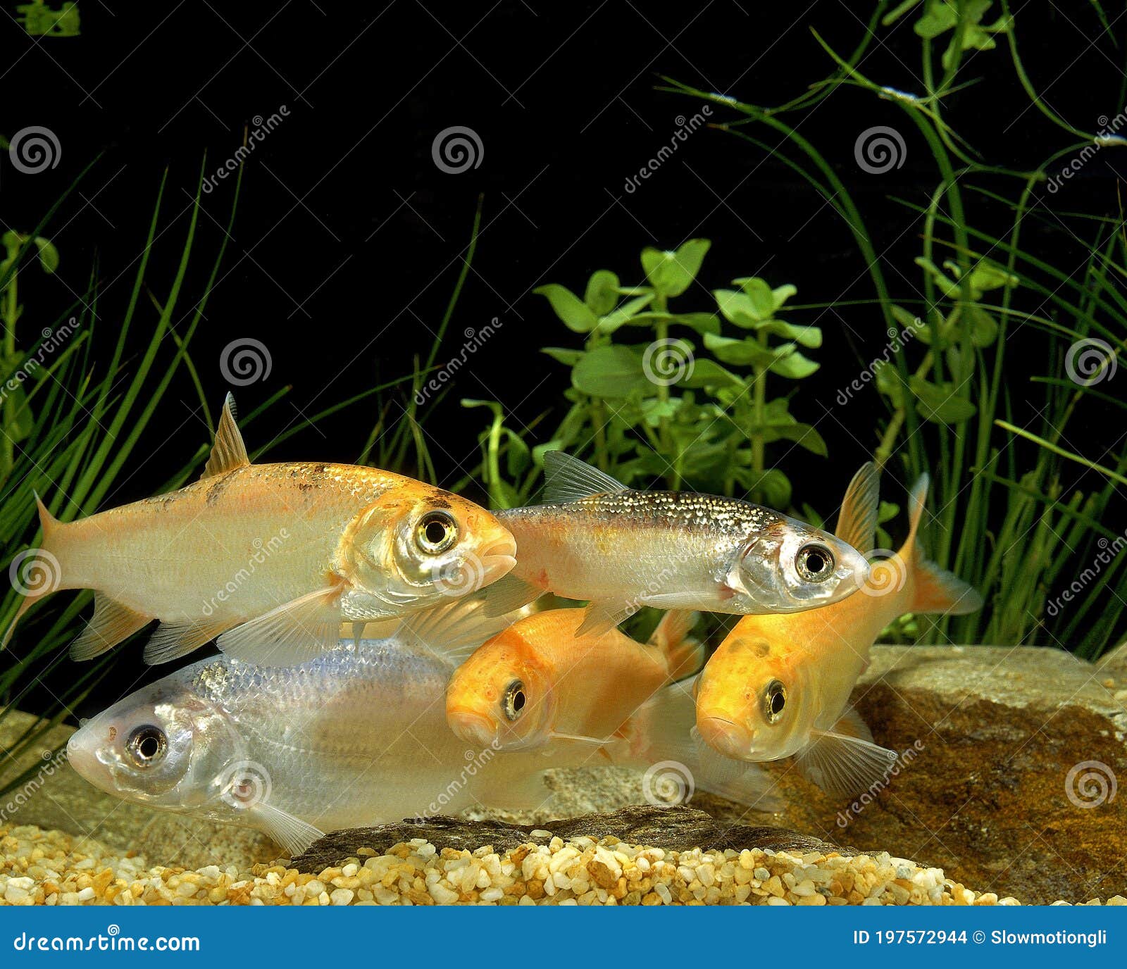 The Ide Leuciscus Idus, Or Orfe, Is A Freshwater Fish Of The Family ...
