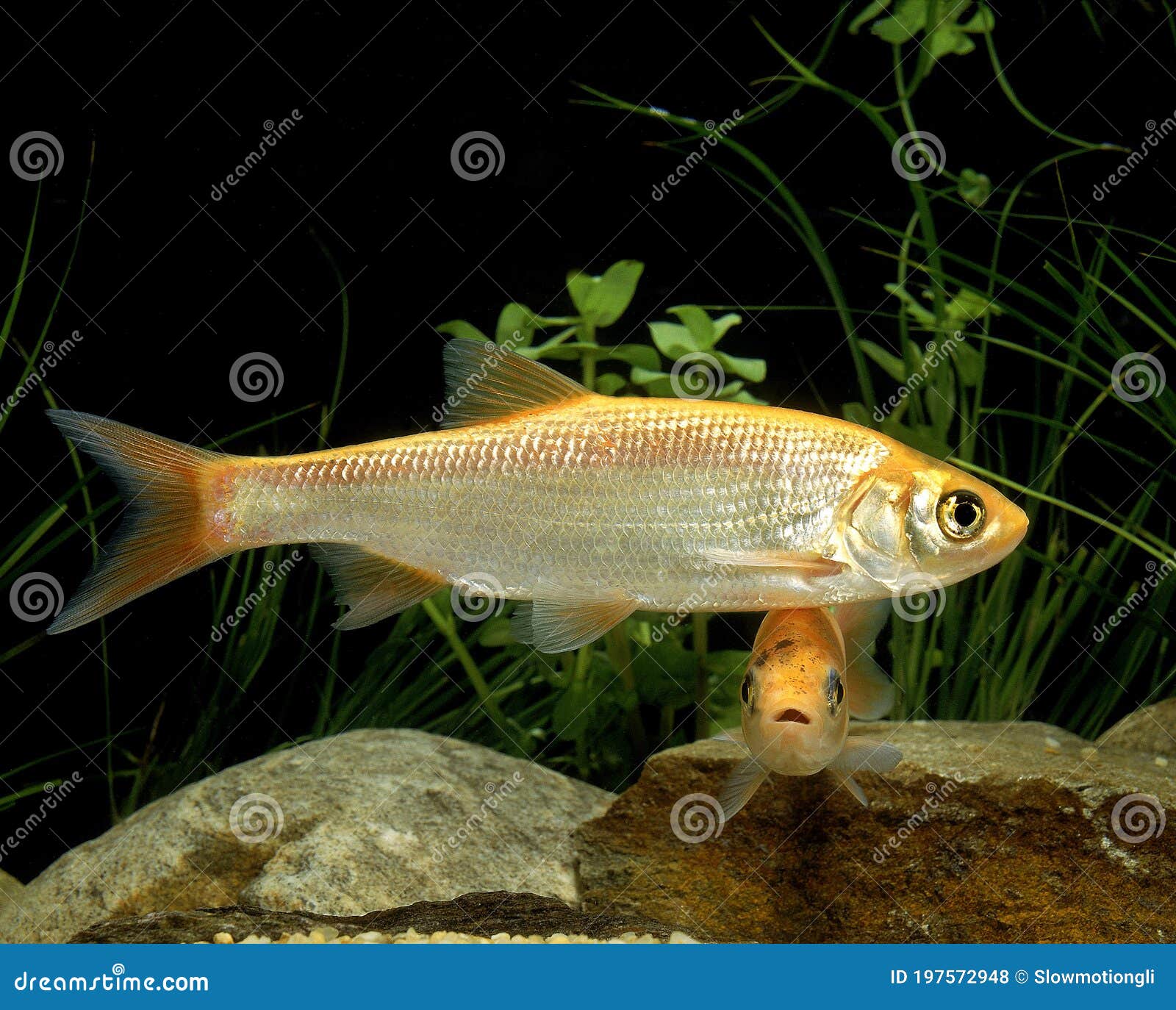 The Ide Leuciscus Idus, Or Orfe, Is A Freshwater Fish Of The Family ...