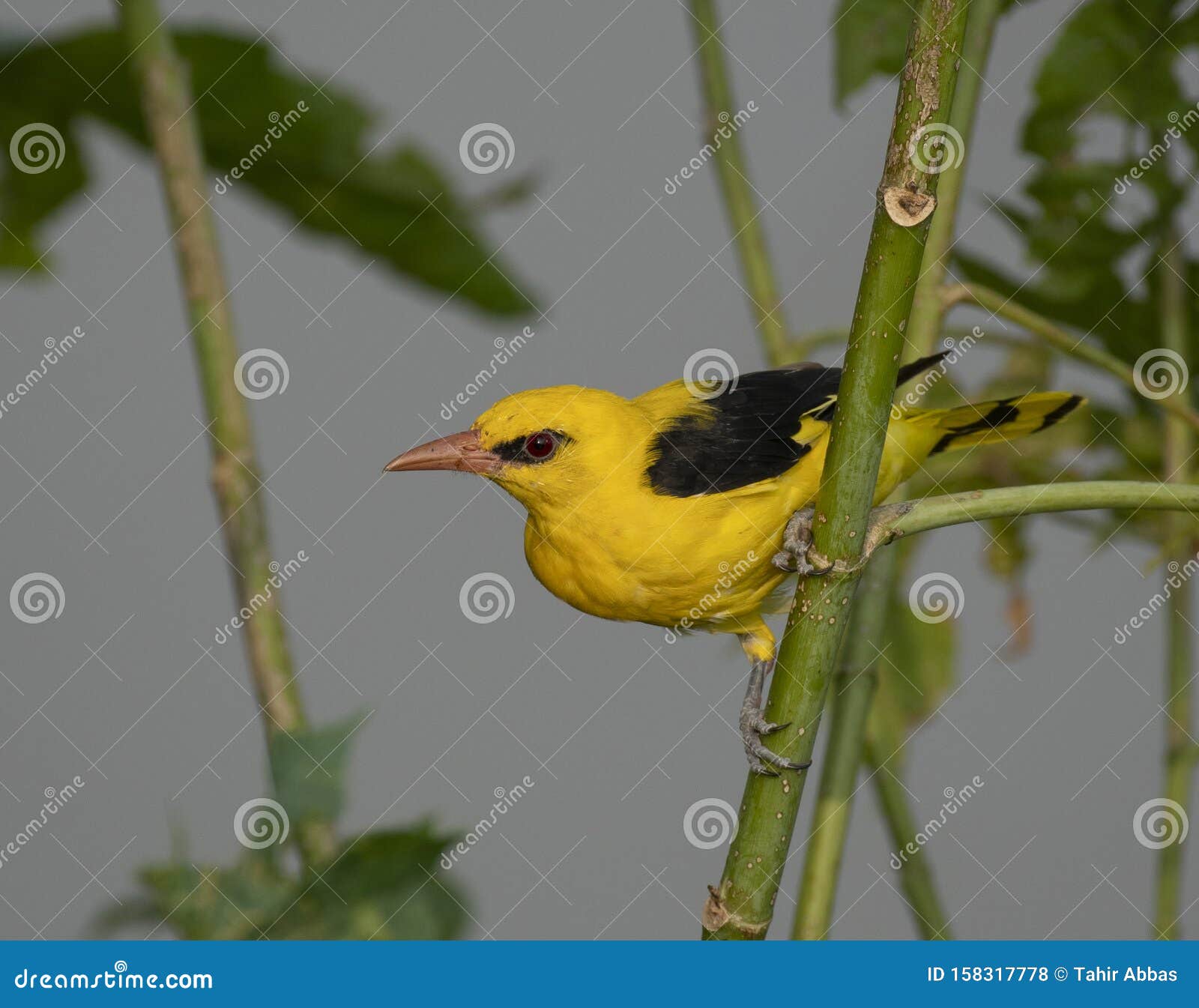 Golden Oriole, Oriolus Oriolus Stock Photo - Image of outdoors, color ...