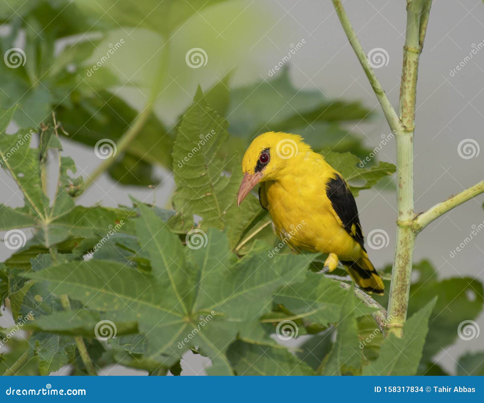 Golden Oriole, Oriolus Oriolus Stock Photo - Image of forest, eurasia ...