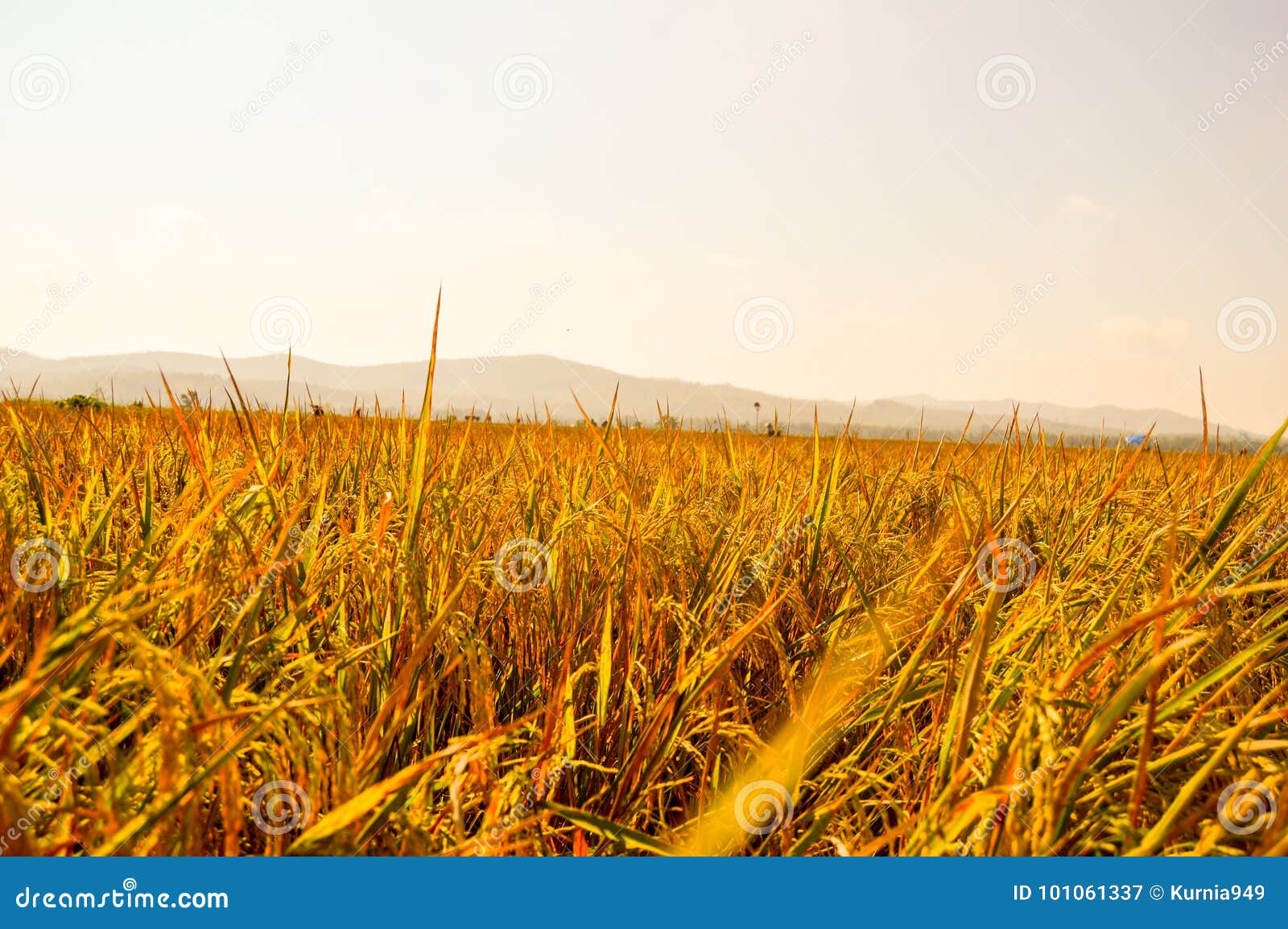 Golden paddy at farmland stock image. Image of growth - 101061337