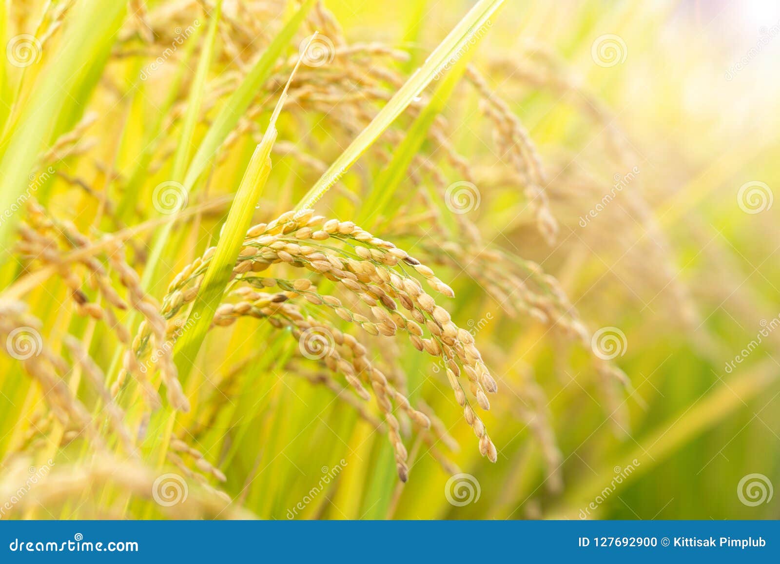 Golden Paddy Rice Field Stock Photo | CartoonDealer.com #16891914