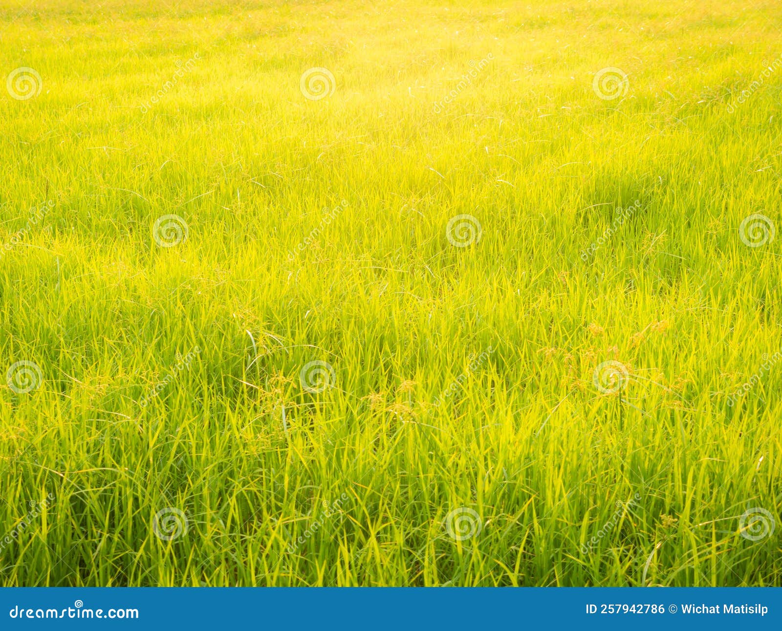 Golden Paddy Field Growing stock photo. Image of beautiful - 257942786