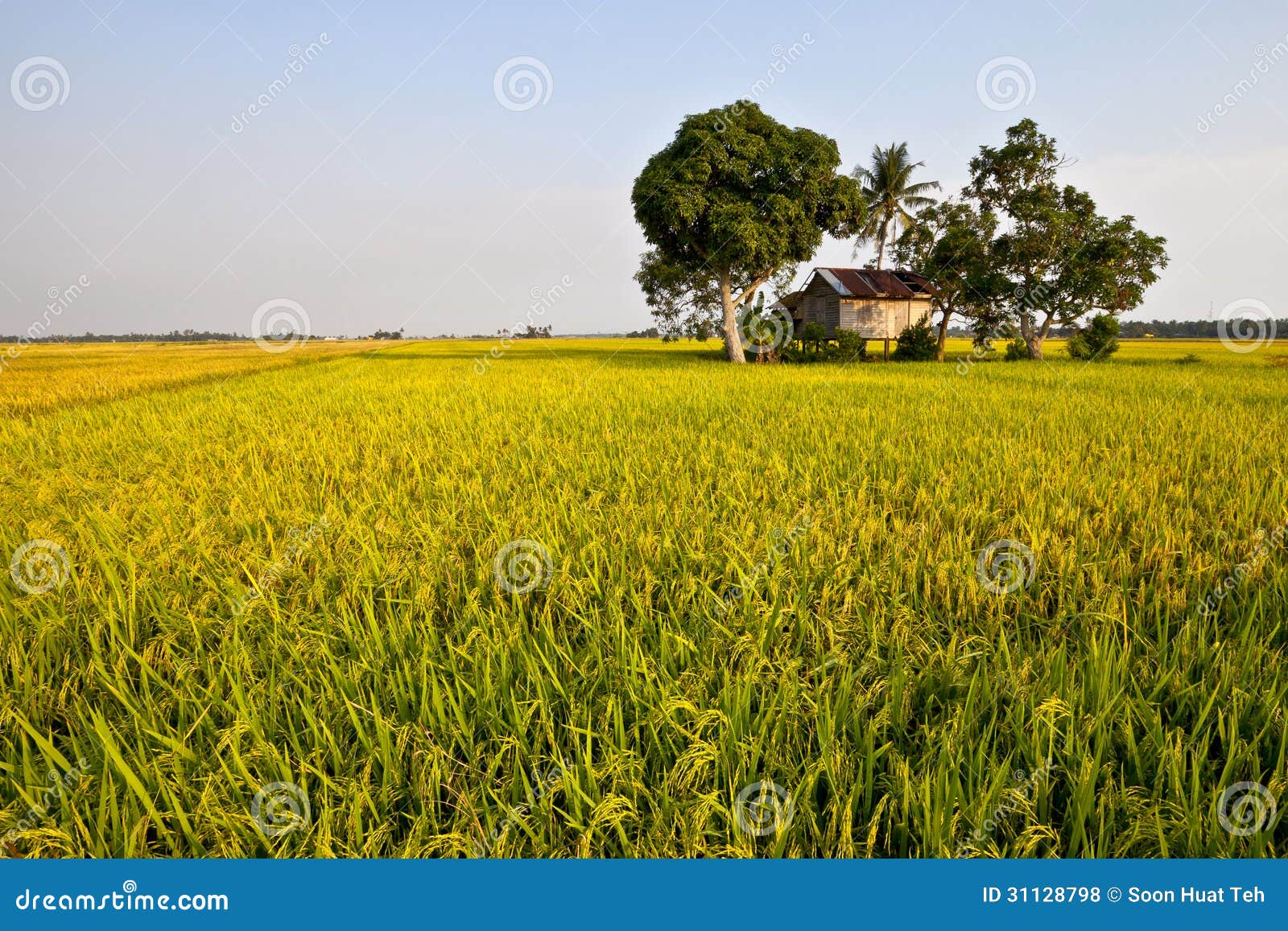 Golden Paddy field stock photo. Image of selangor, green - 31128798