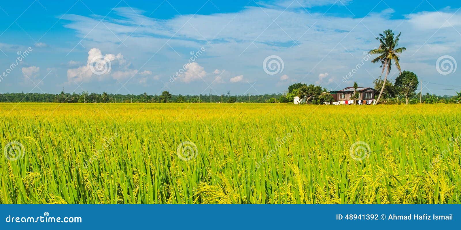 Golden Paddy Field, Road and a House Stock Photo - Image of irrigation ...