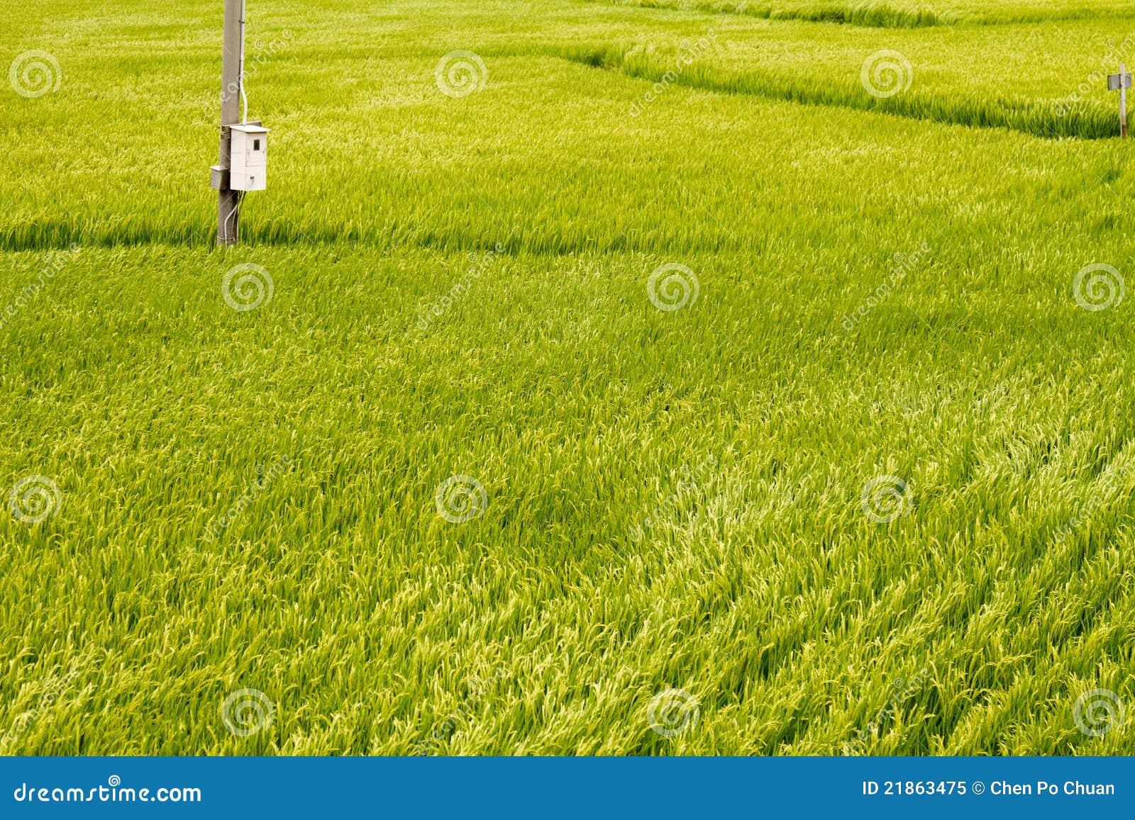 Golden Paddy Field from Top View Stock Image - Image of changhua ...