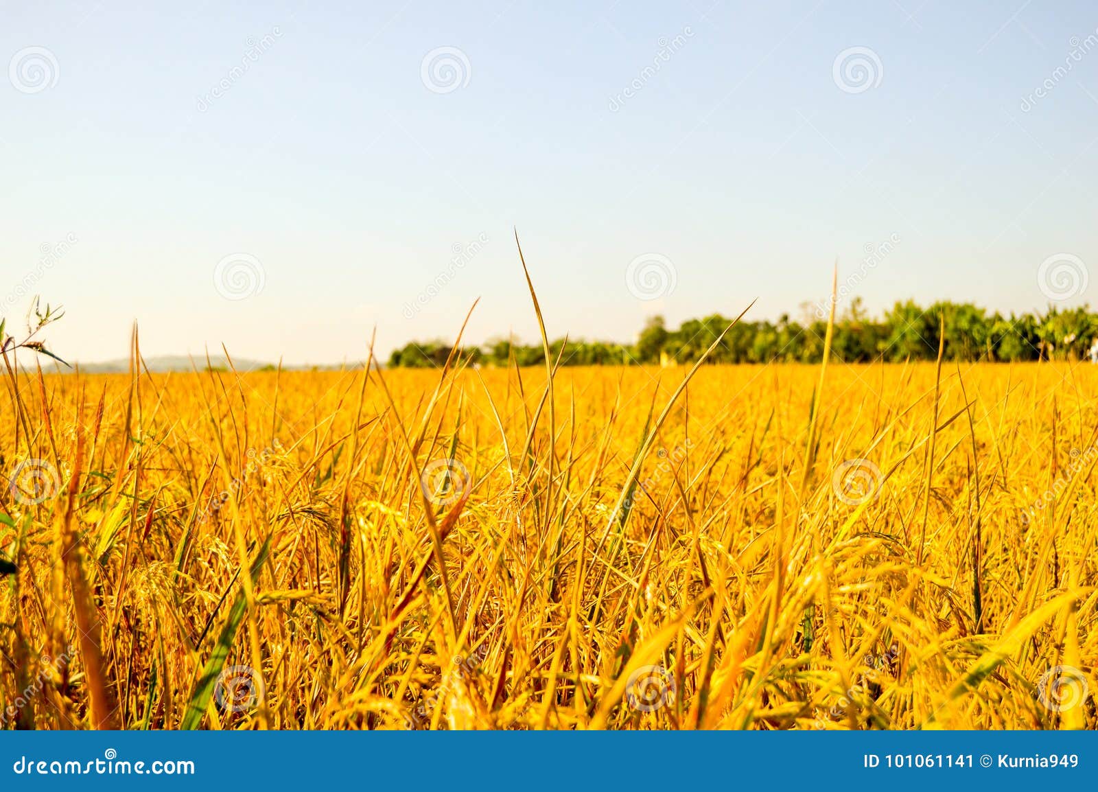 Golden paddy fields stock image. Image of agriculture - 101061141