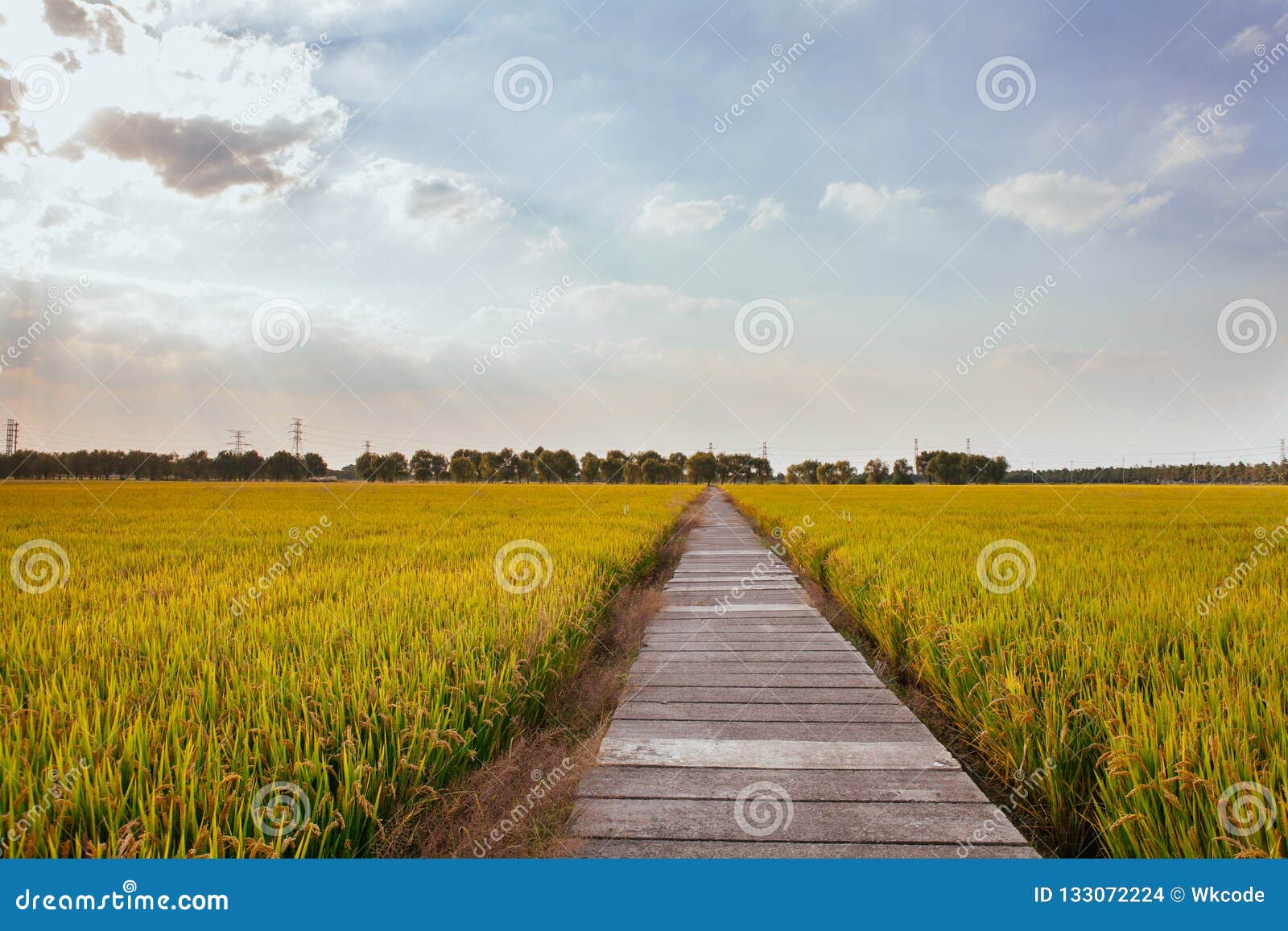 Golden Paddy Rice Field Stock Photo | CartoonDealer.com #16891914