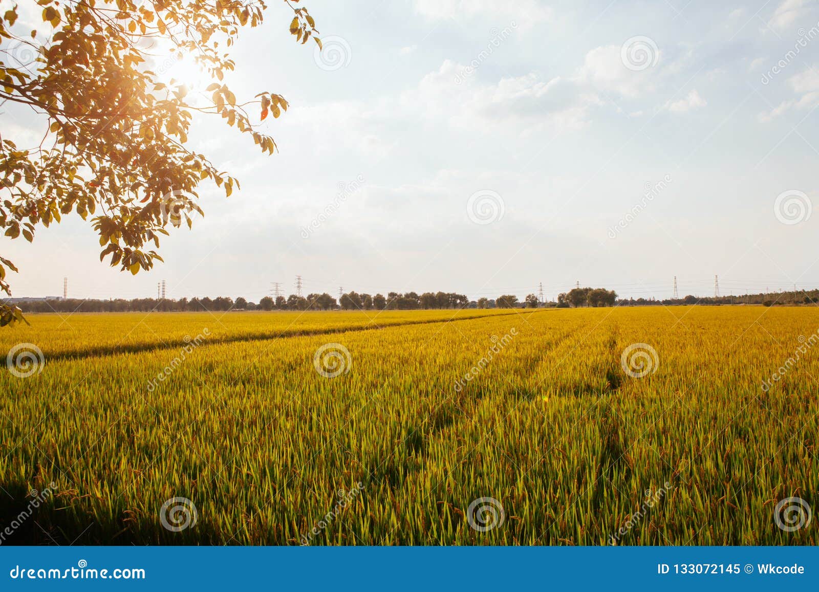 Golden paddy fields stock image. Image of mature, harvest - 133072145
