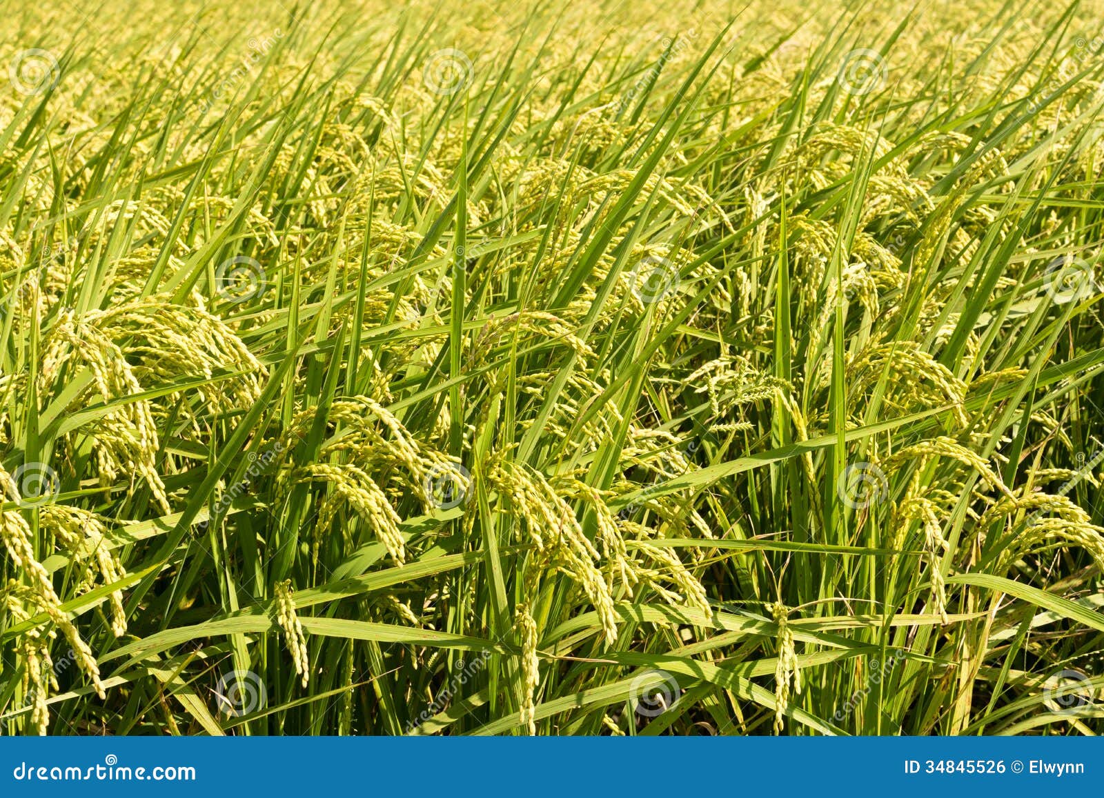 Golden paddy rice farm stock photo. Image of grow, grain - 34845526