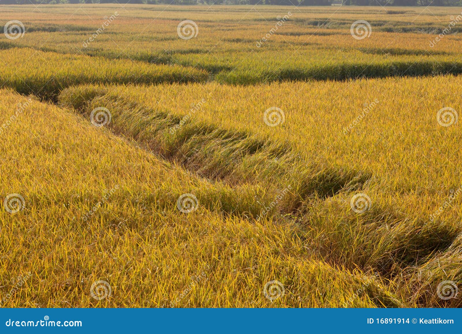 Golden Paddy Rice Field stock photo. Image of grain, nature - 16891914