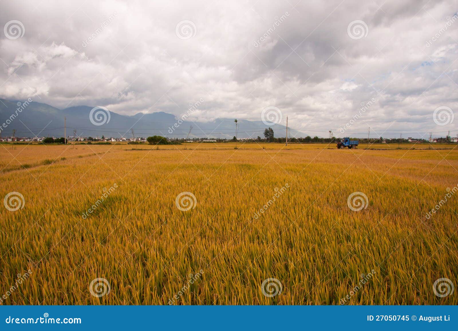 Golden Paddy Rice Field Stock Photo | CartoonDealer.com #16891914